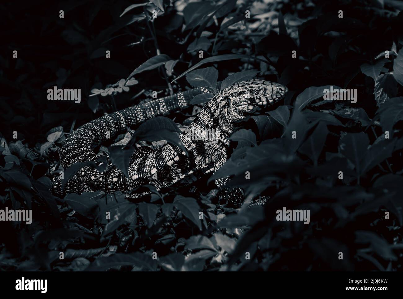 Teiyu hi-res stock photography and images - Alamy