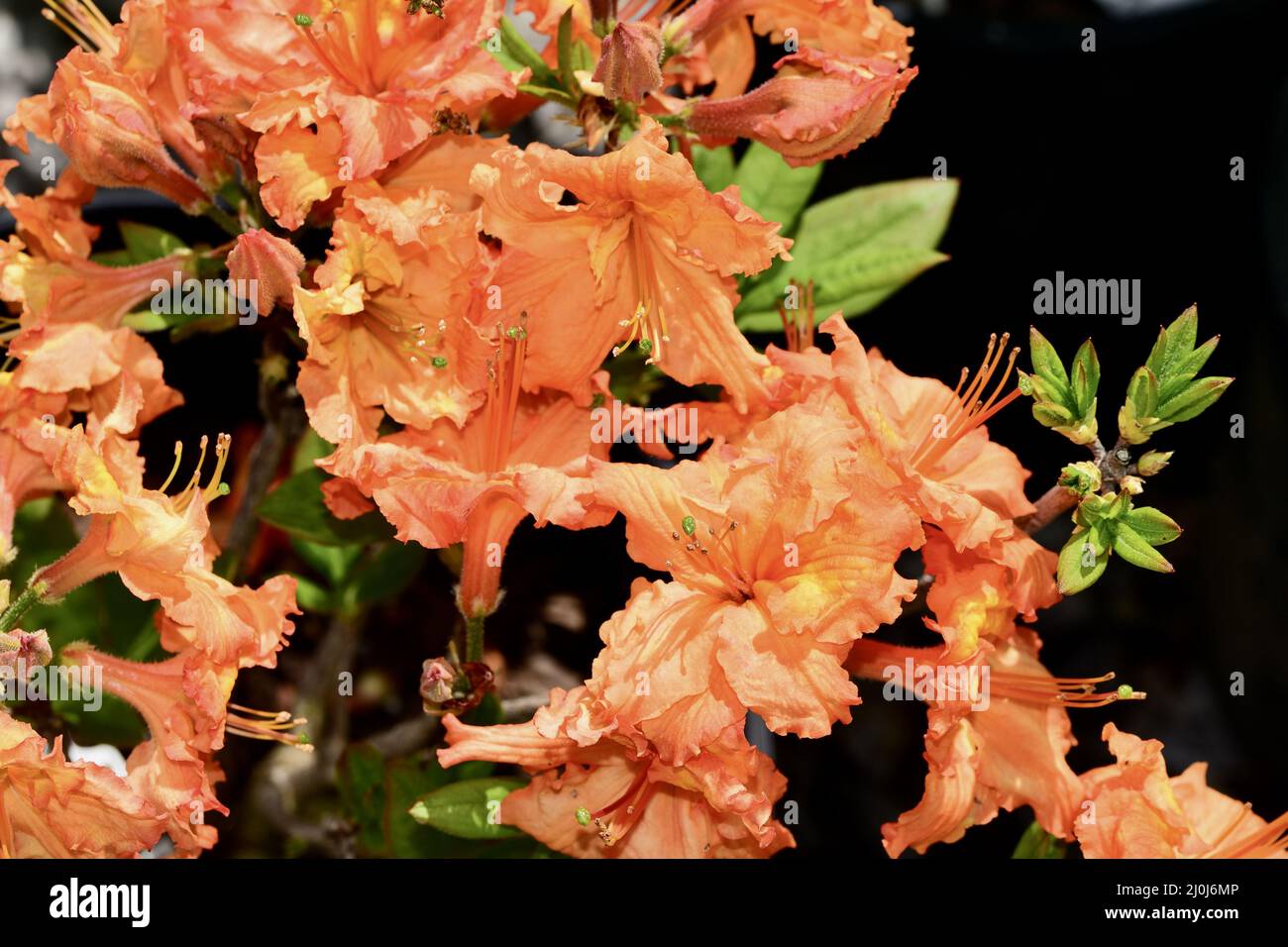 Orange Gibraltar Azalea flowers growing on a black background Stock ...