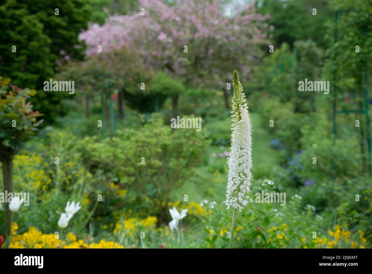 White Eremurus growing in the garden Stock Photo - Alamy