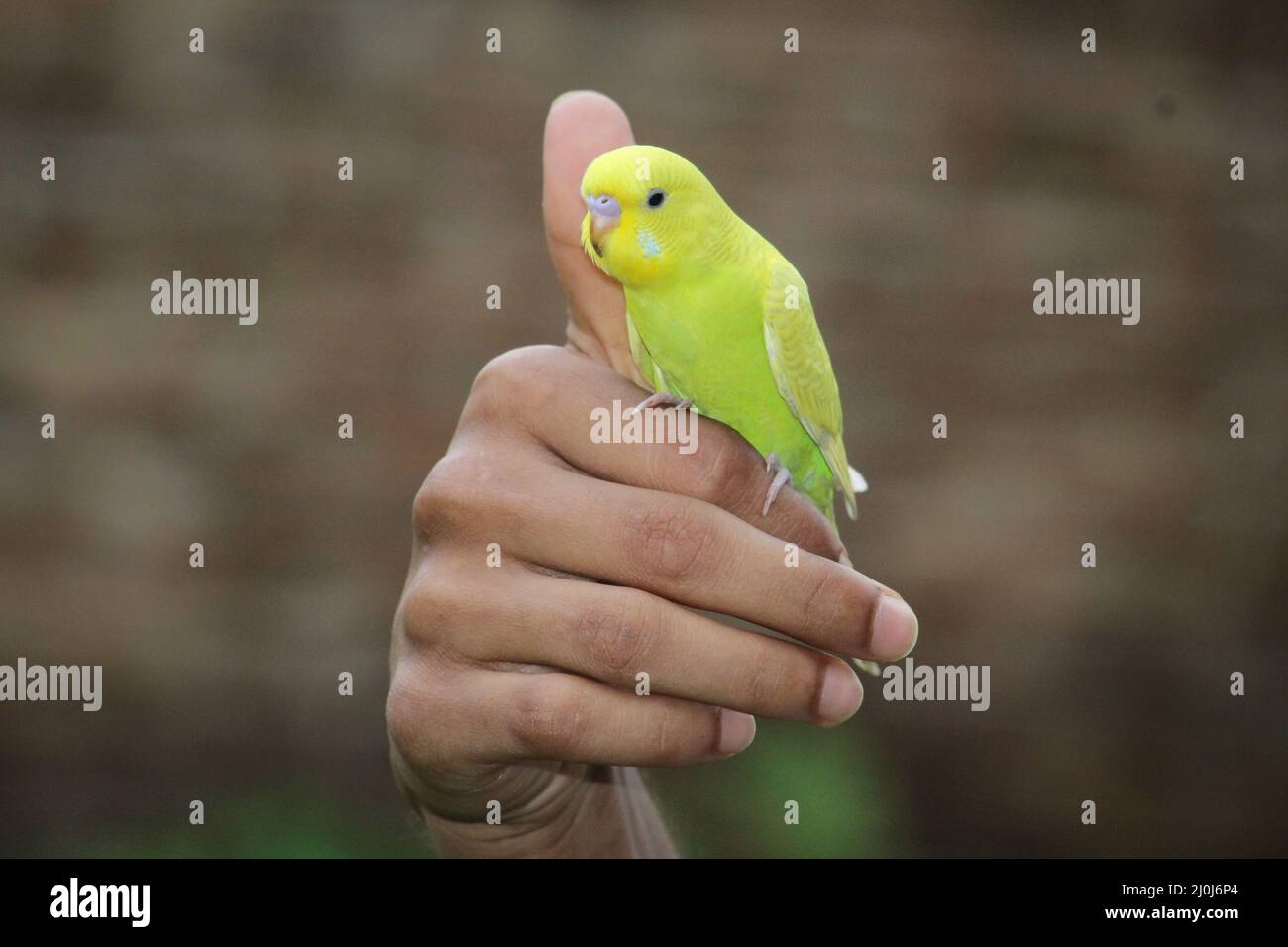 Birds With Human Arms