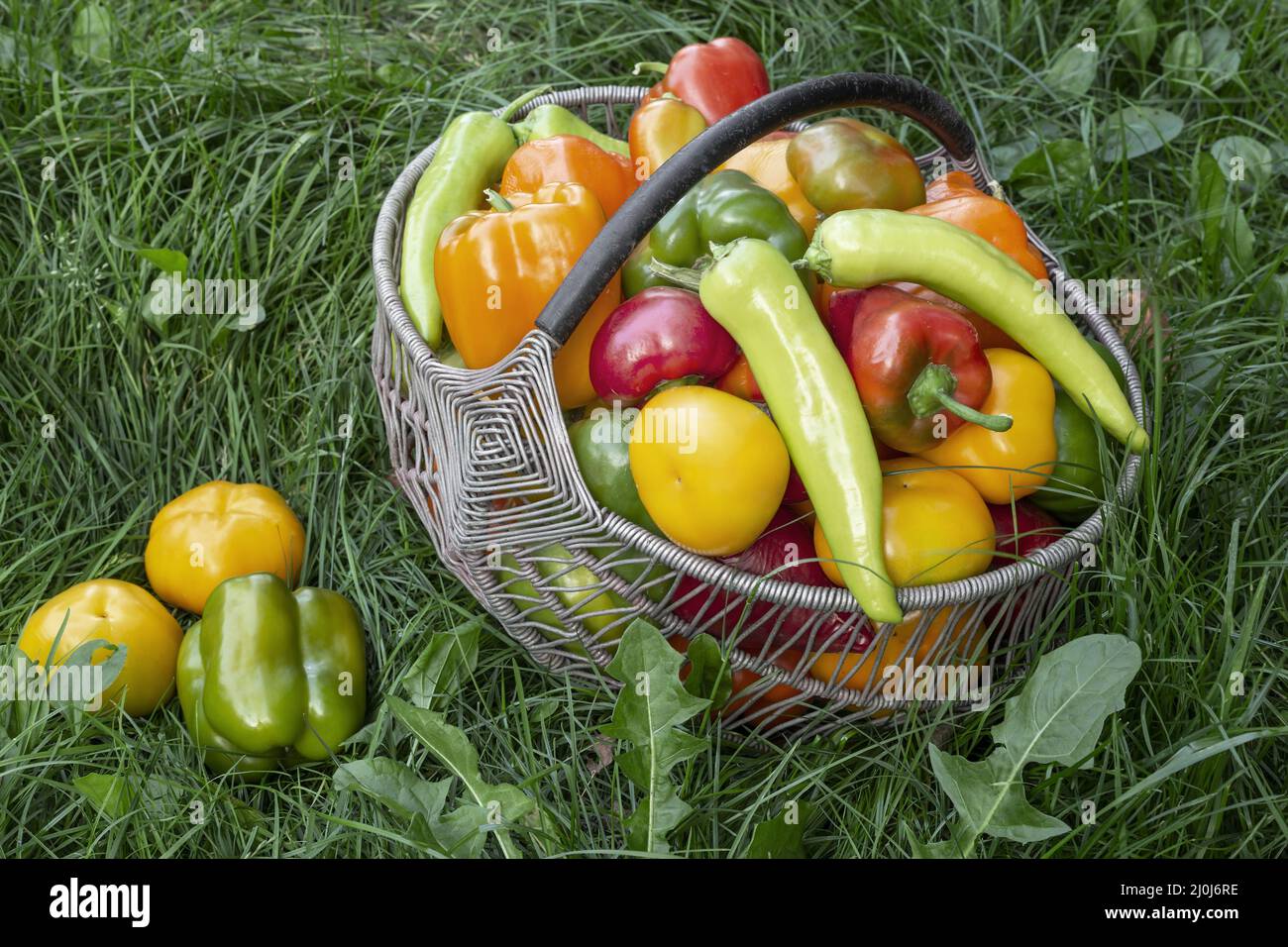 Bulgarian pepper fruits in a basket on the grass Stock Photo - Alamy