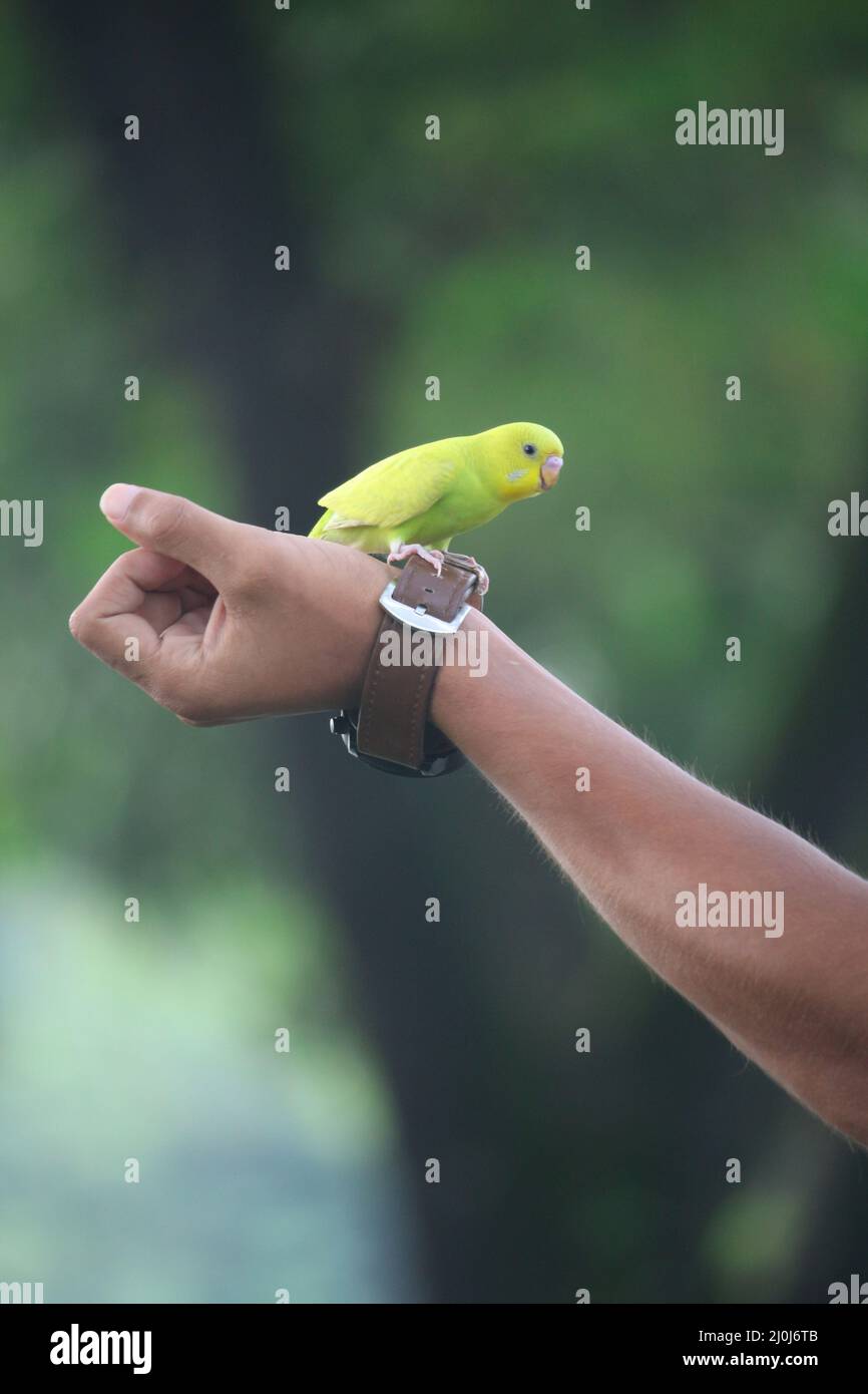 The beautiful bird is sitting on human hands Stock Photo - Alamy