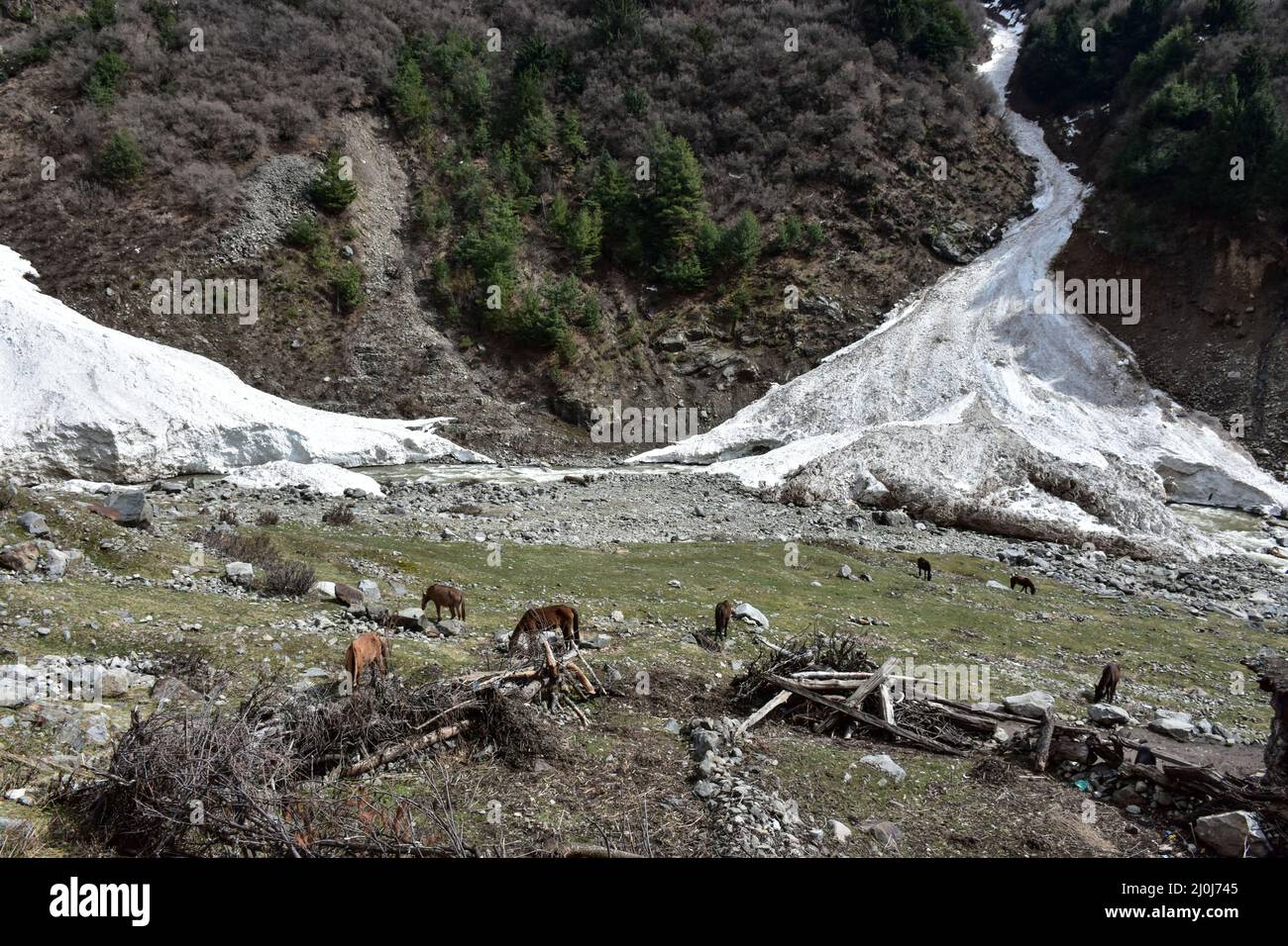 Ganderbal, Kashmir, India. 19th Mar, 2022. Horses graze in a field near ...