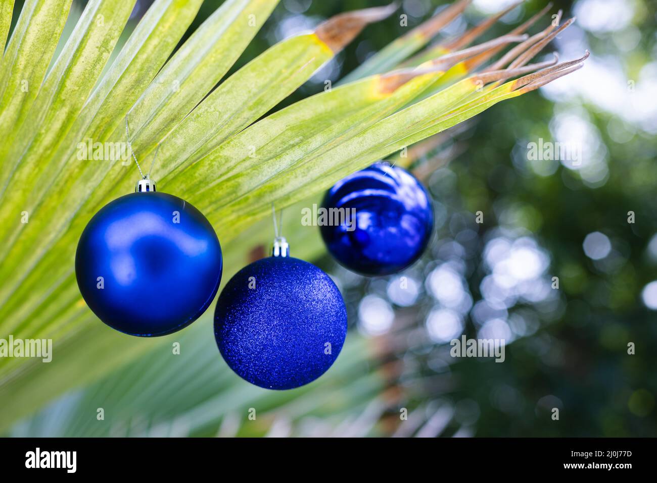 Three blue Christmas balls on a palm leaf Stock Photo - Alamy