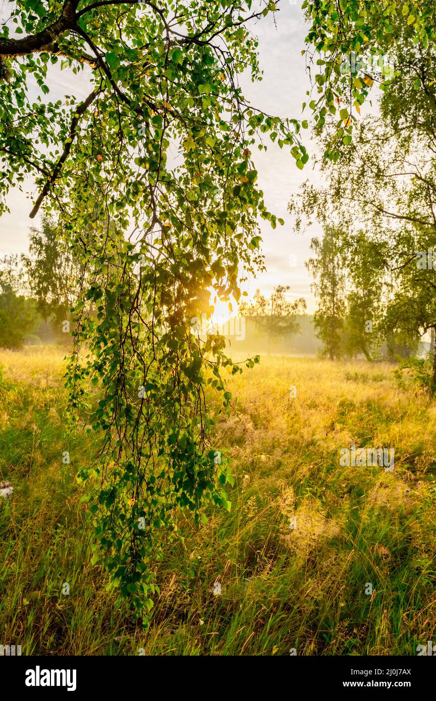 Beautiful ray of sunshine hi-res stock photography and images - Alamy