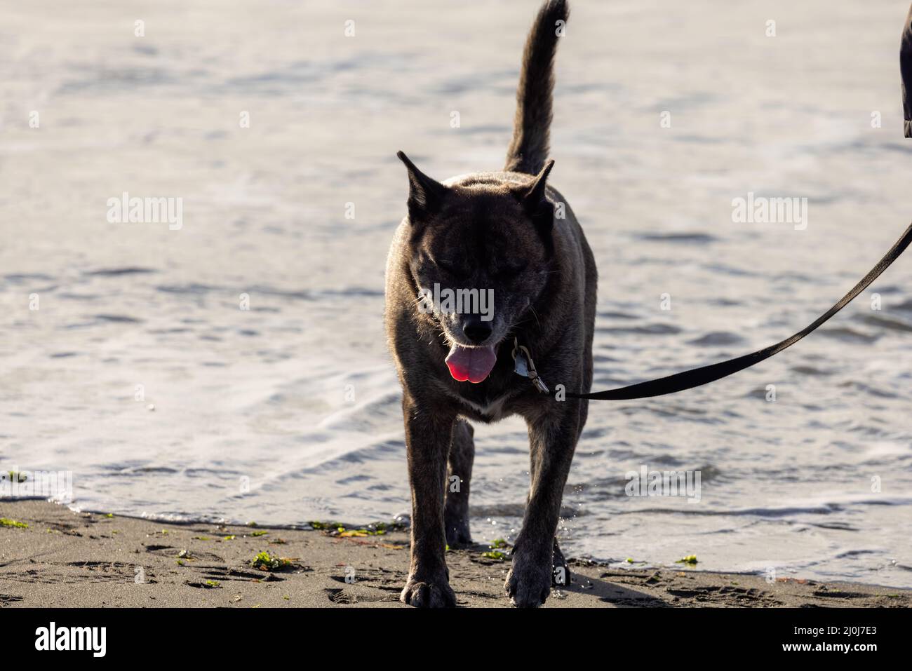 smiling dog squinting in the sun on beach Stock Photo - Alamy