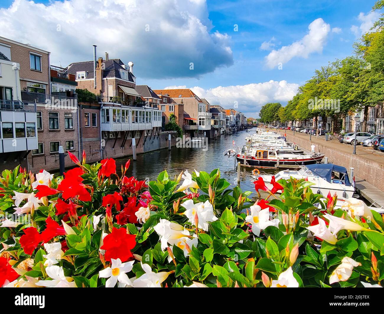Houses, Boats and trees on Dutch Canal. With flowers in foreground and ...