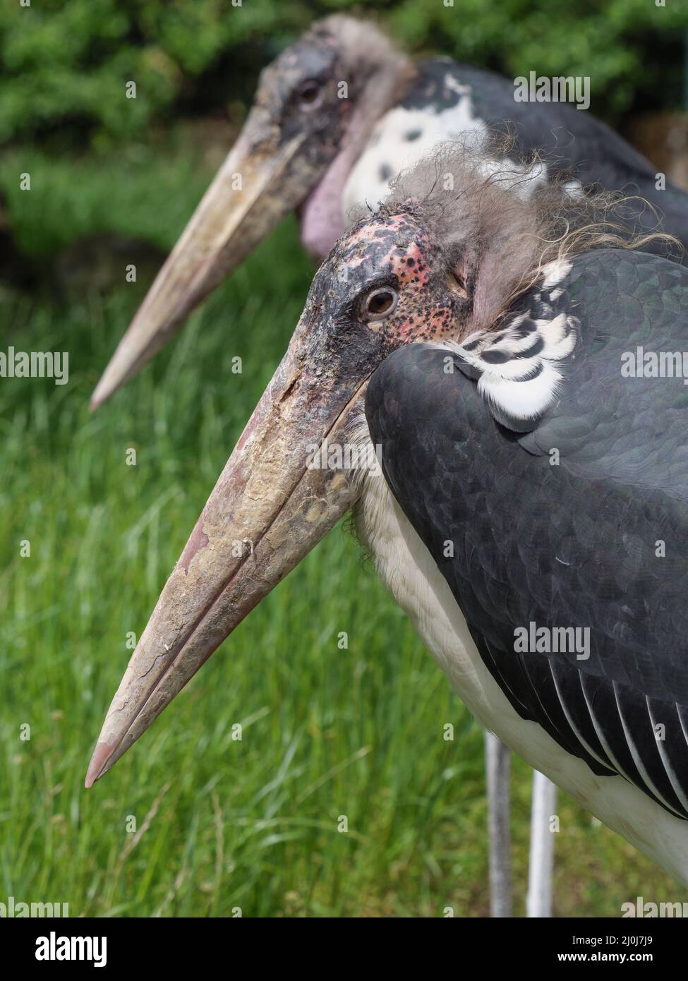 Animal bird birds zoo hi-res stock photography and images - Alamy