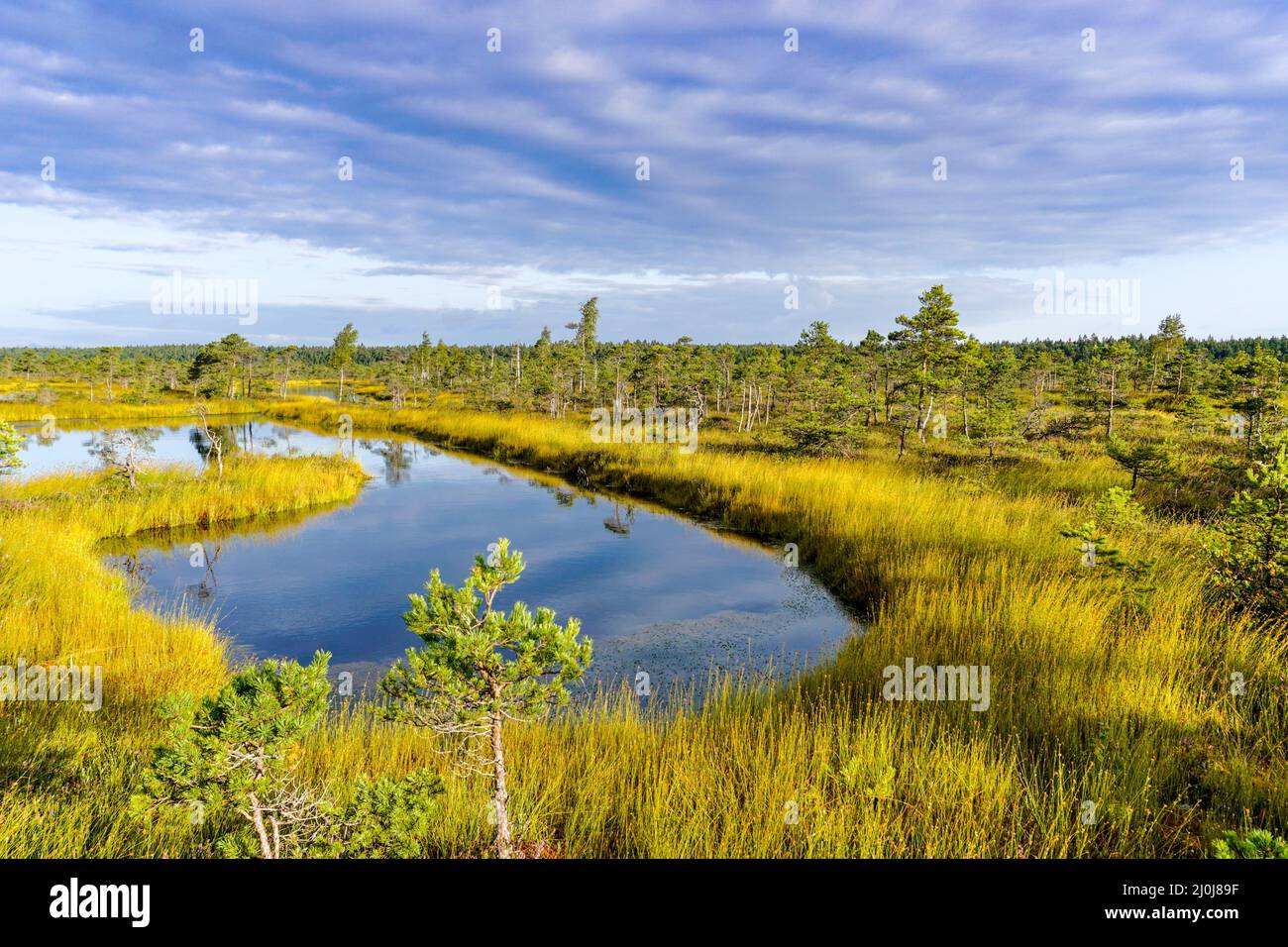 Raised bog and marsh landscape under an expressive sky Stock Photo - Alamy