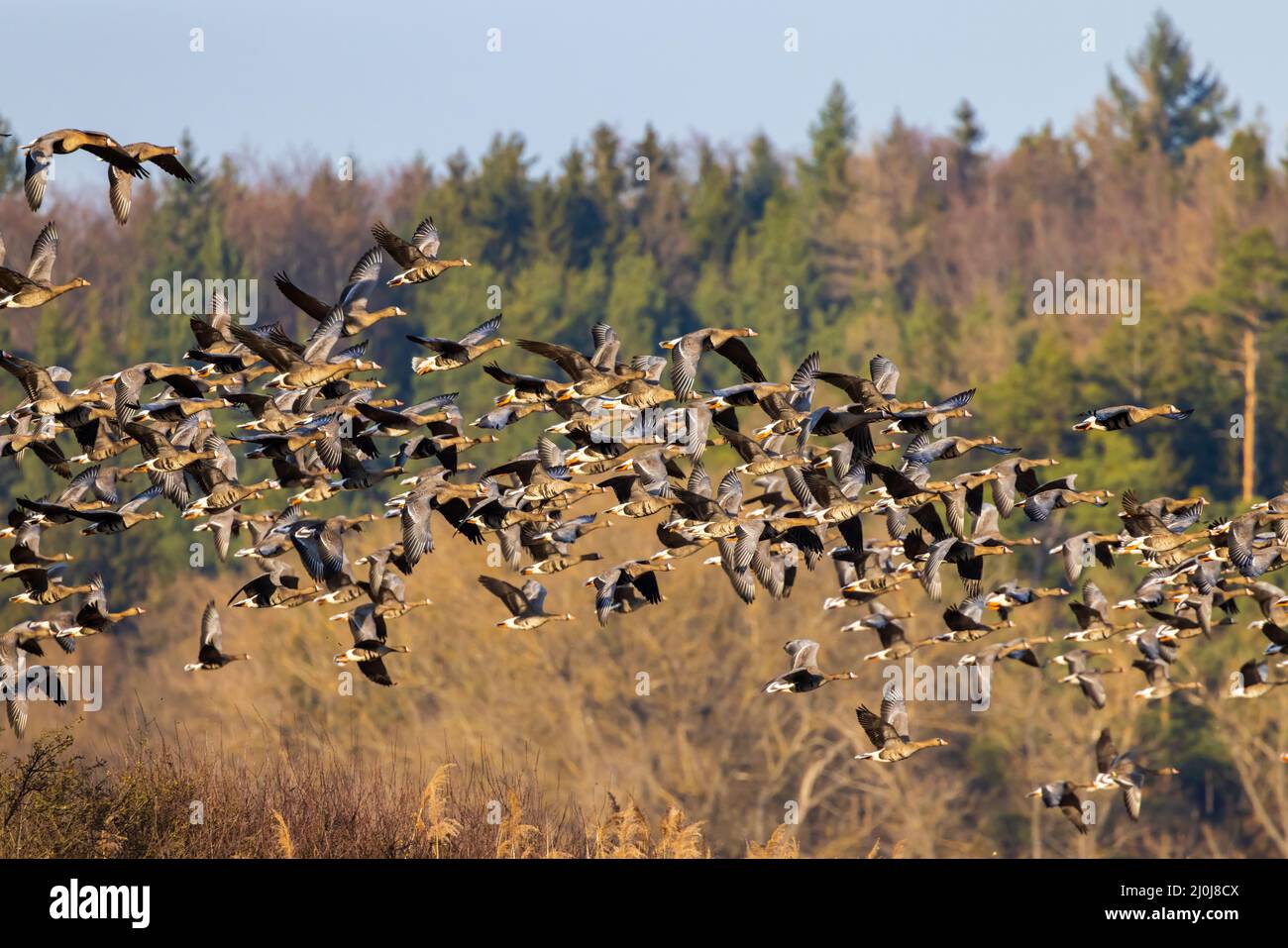 Great Goose, (Anser anser), Southern Bohemia, Czech Republic Stock ...