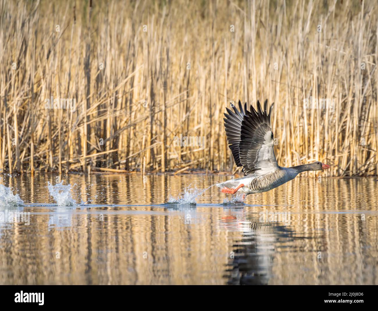 Great Goose, (Anser anser), Southern Bohemia, Czech Republic Stock ...