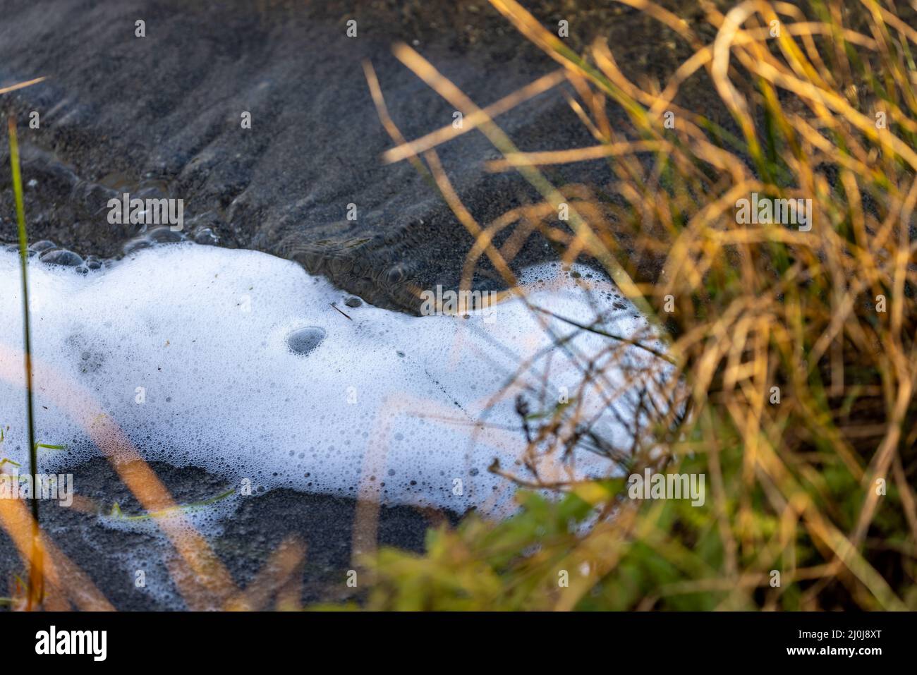 white fluffy seafoam on a beach behind tall dry grass Stock Photo - Alamy