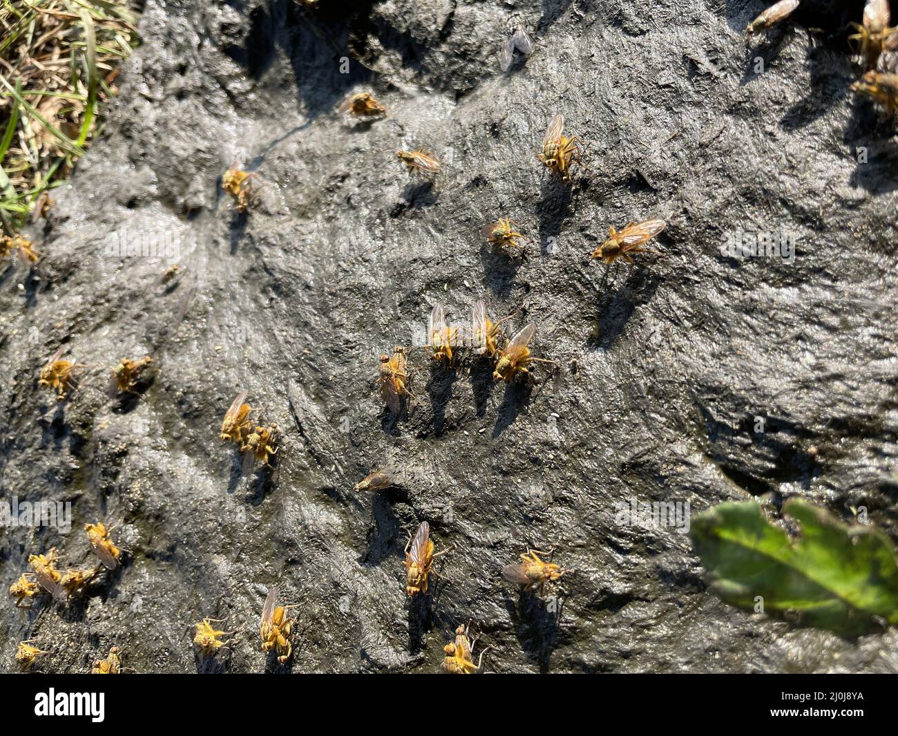 Flies on cow dung hi-res stock photography and images - Alamy