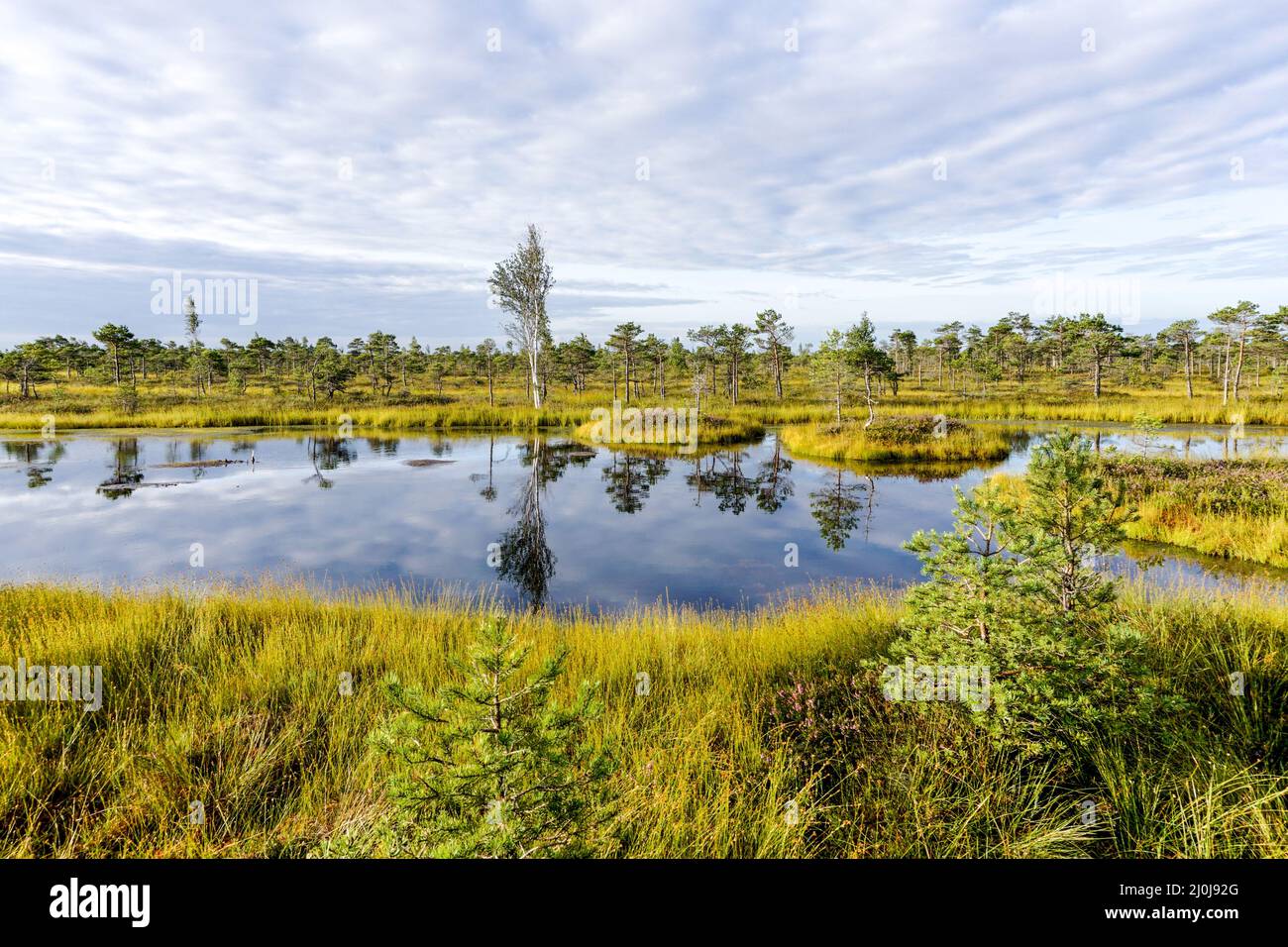 Beautiful bog and marsh landscape with small lakes Stock Photo - Alamy