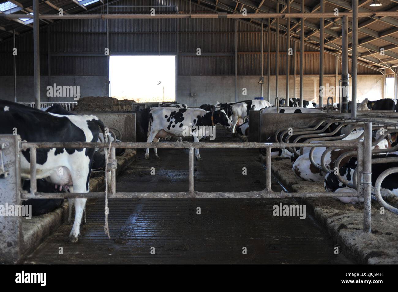 Cattle in a farm barn Stock Photo - Alamy