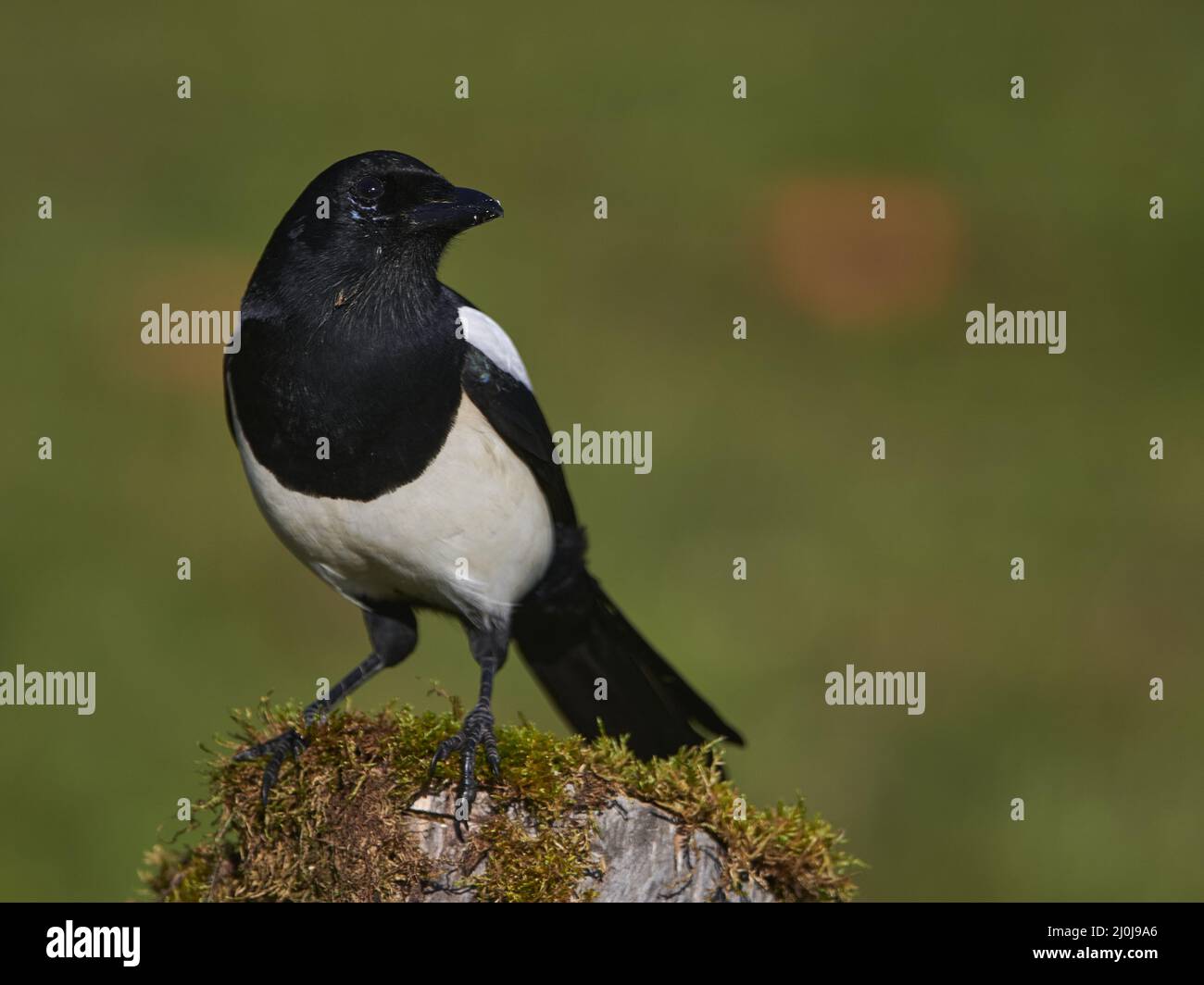 Magpie picture hi-res stock photography and images - Alamy