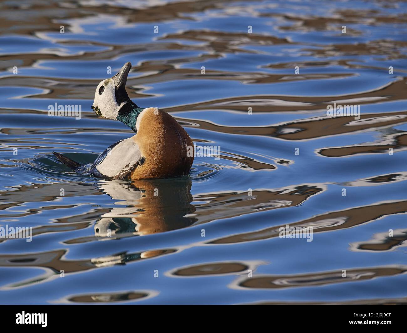 Pinto duck hi-res stock photography and images - Alamy
