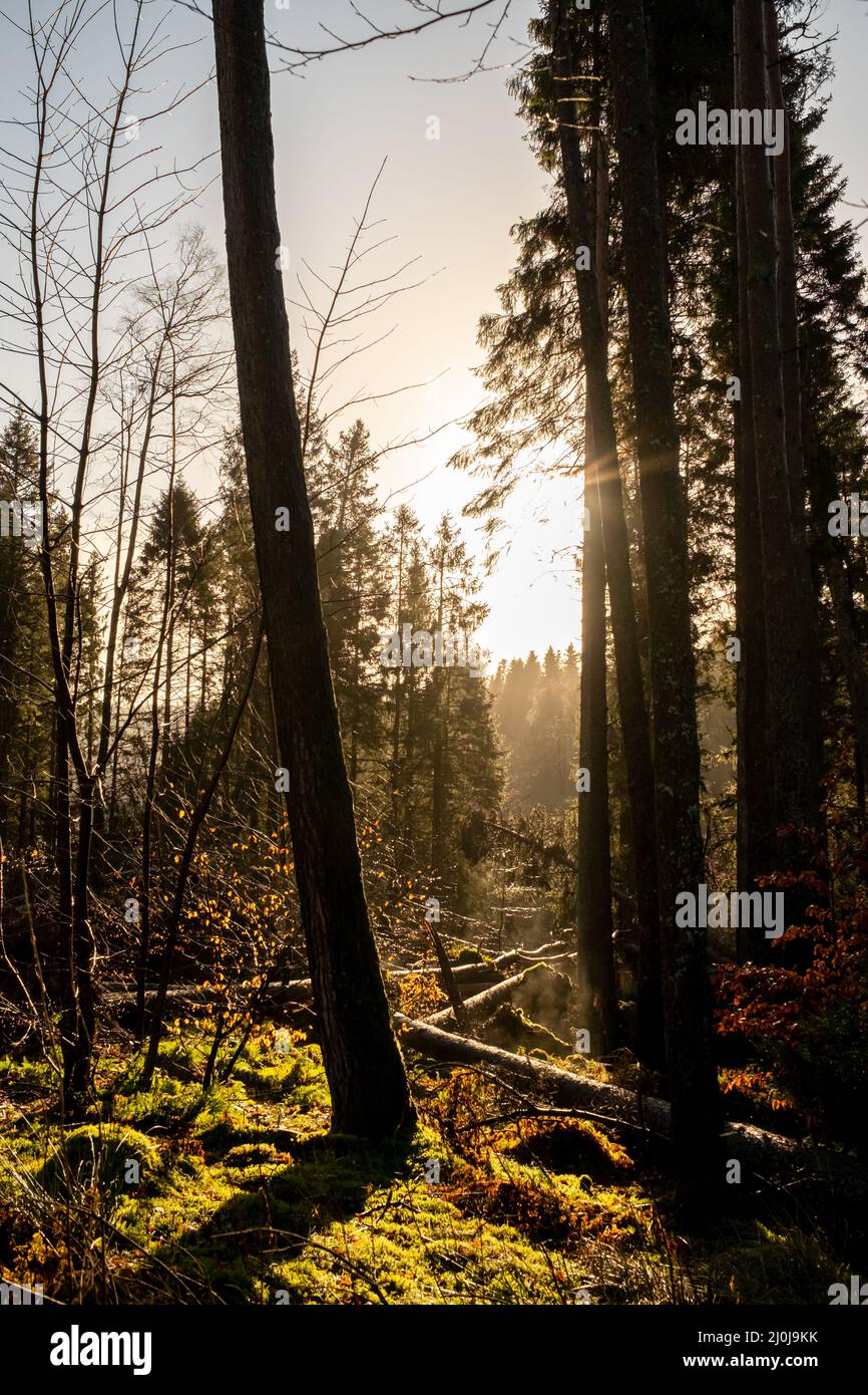 Storm arwen forest northumberland hi-res stock photography and images ...