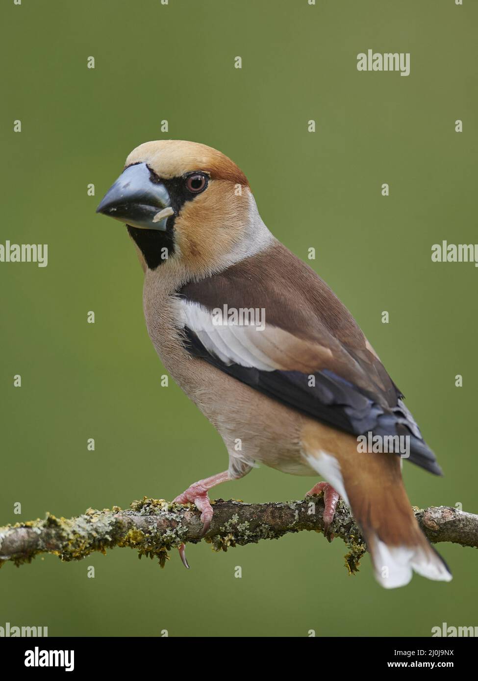 Hawfinch singing hi-res stock photography and images - Alamy