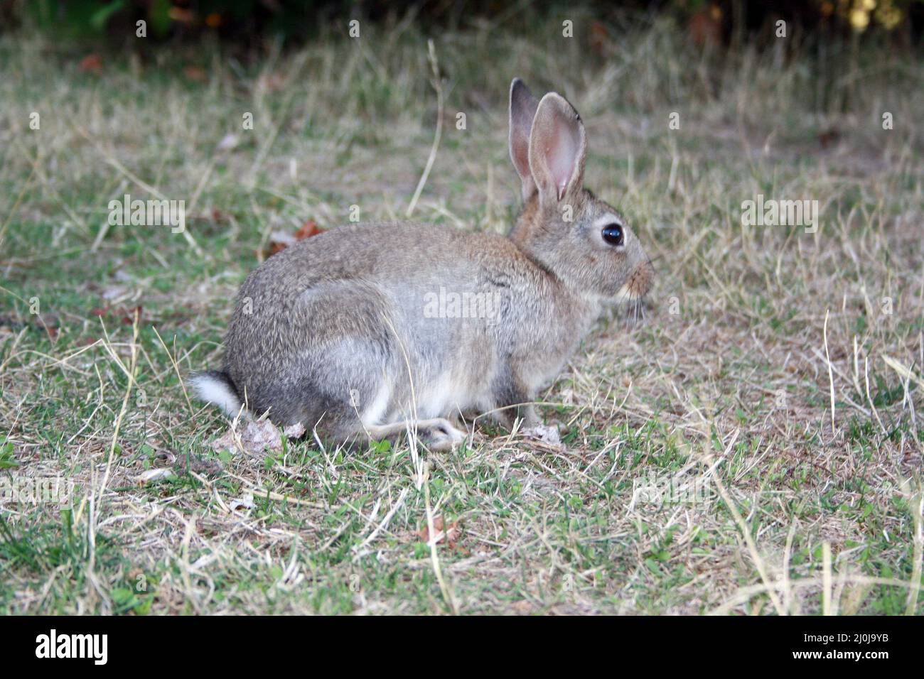 Grey Rabbit at Kitsilano Beach, Vancouver, British Columbia, Canada ...