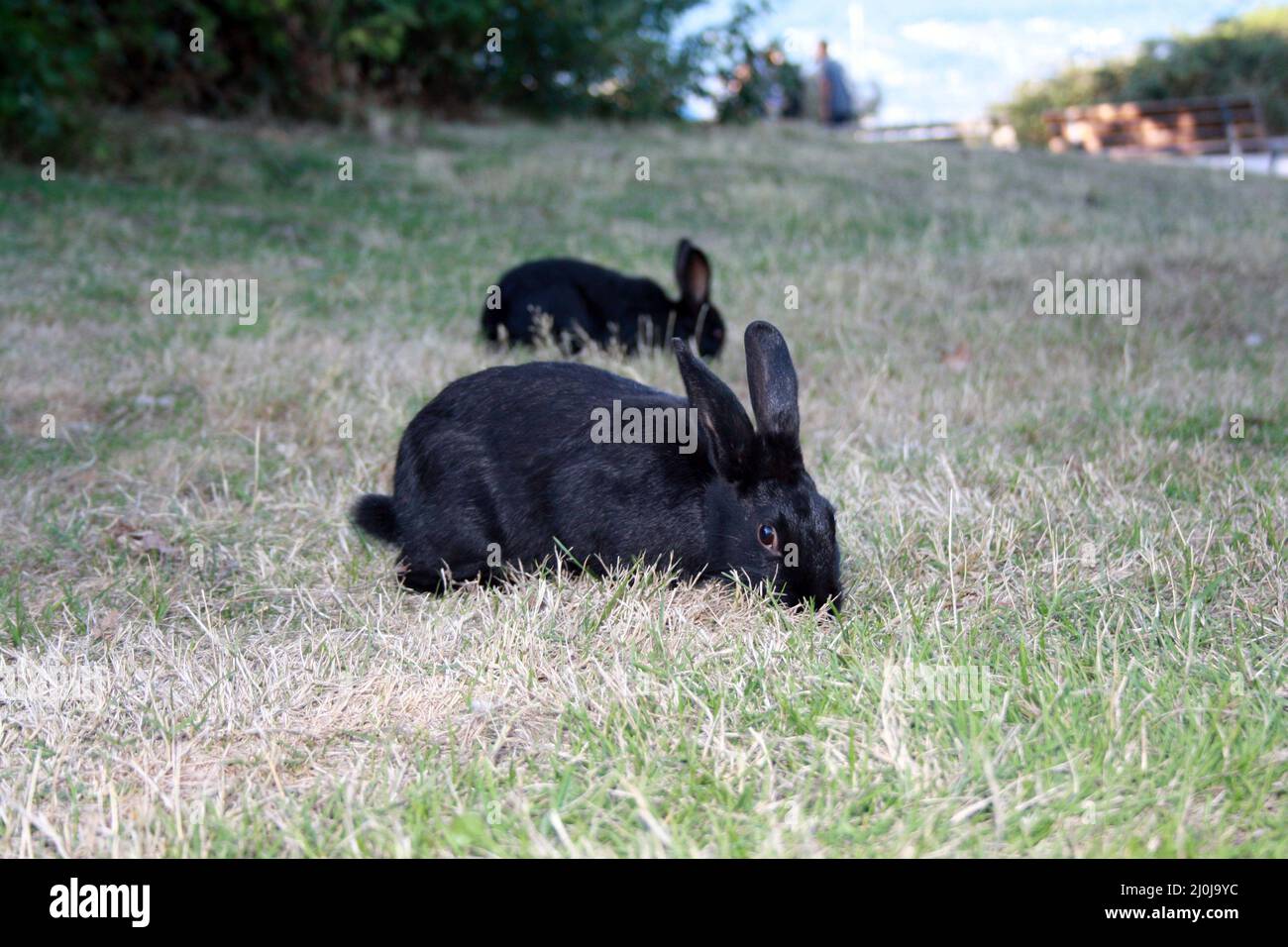 Black Rabbits at Kitsilano Beach, Vancouver, British Columbia, Canada ...