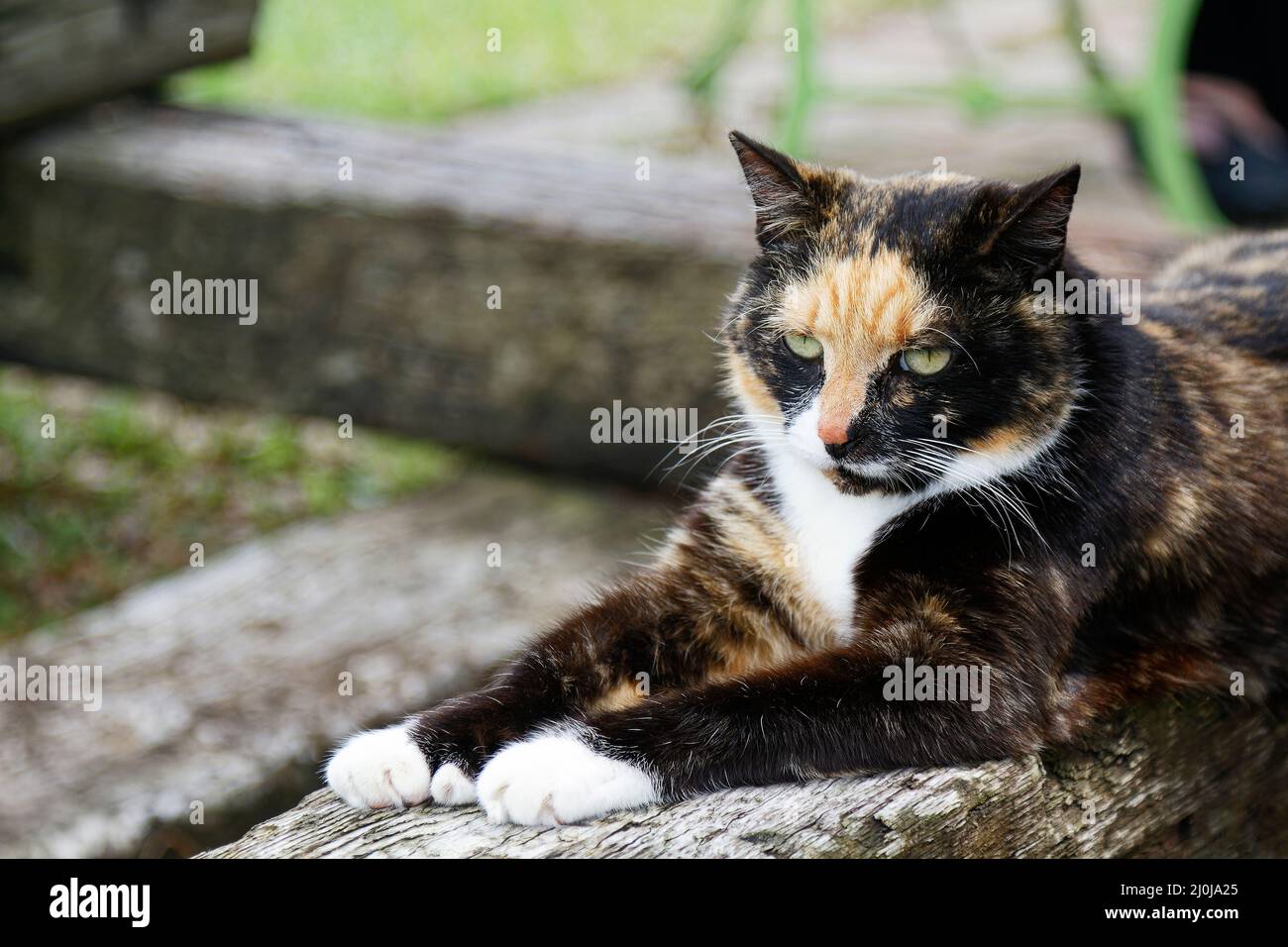 Calico cat, polydactyl, portrait, large white paws, pet, feline, animal ...