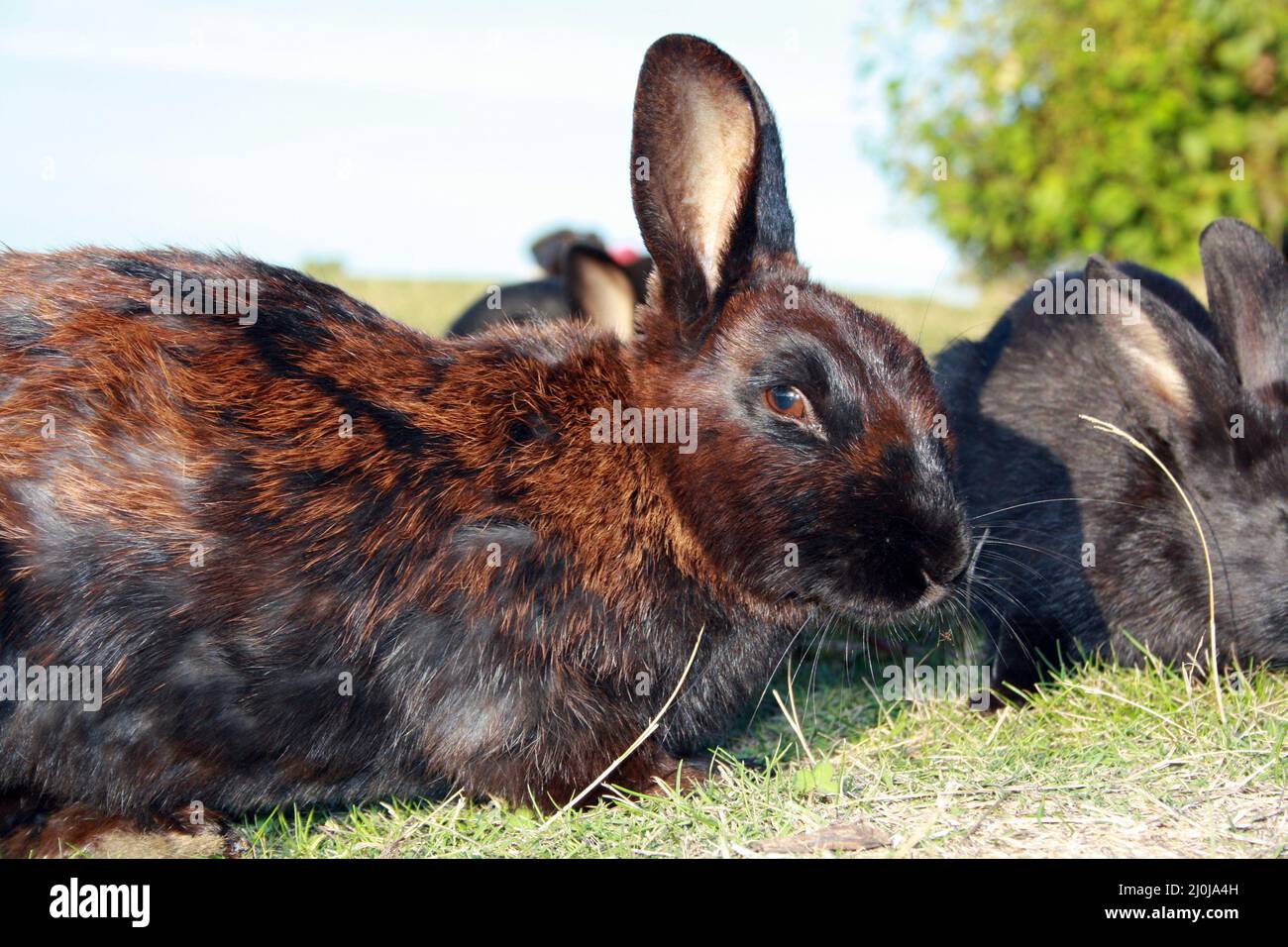 Black Rabbits sitting in the field Stock Photo - Alamy