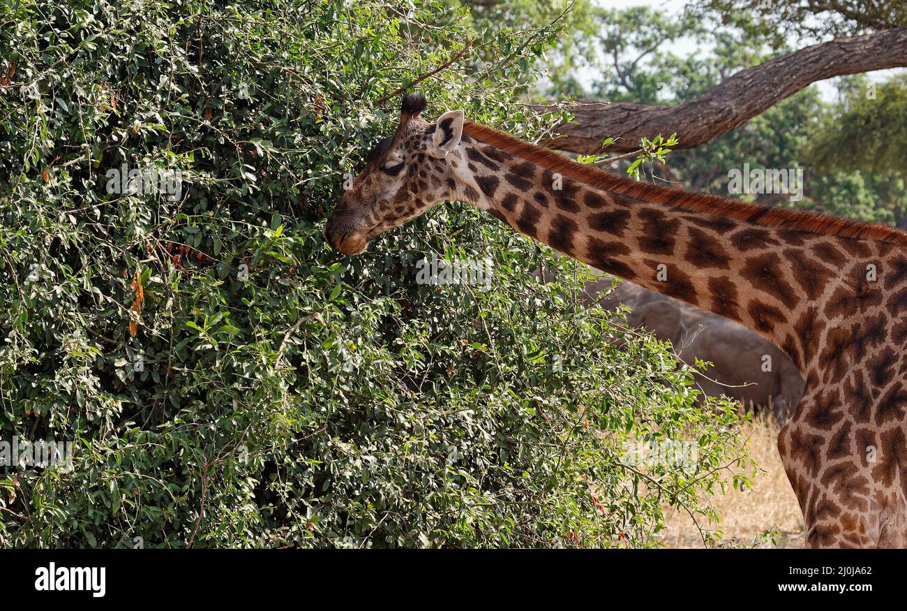Giraffe; adult; close-up, Giraffa camelopardalis, tallest mammal ...