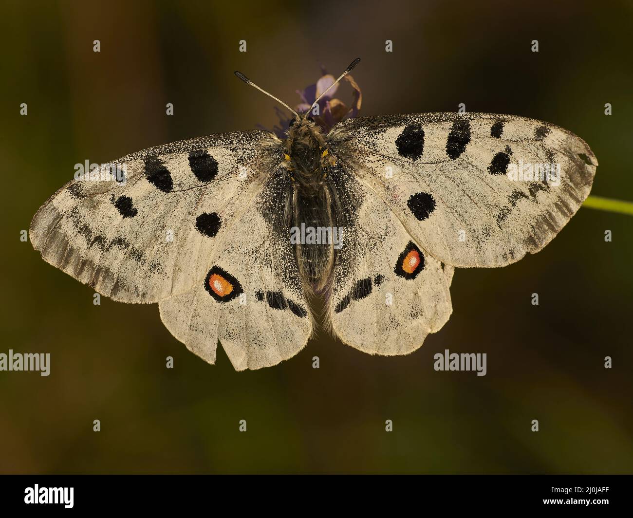 Apollo blossom hi-res stock photography and images - Alamy
