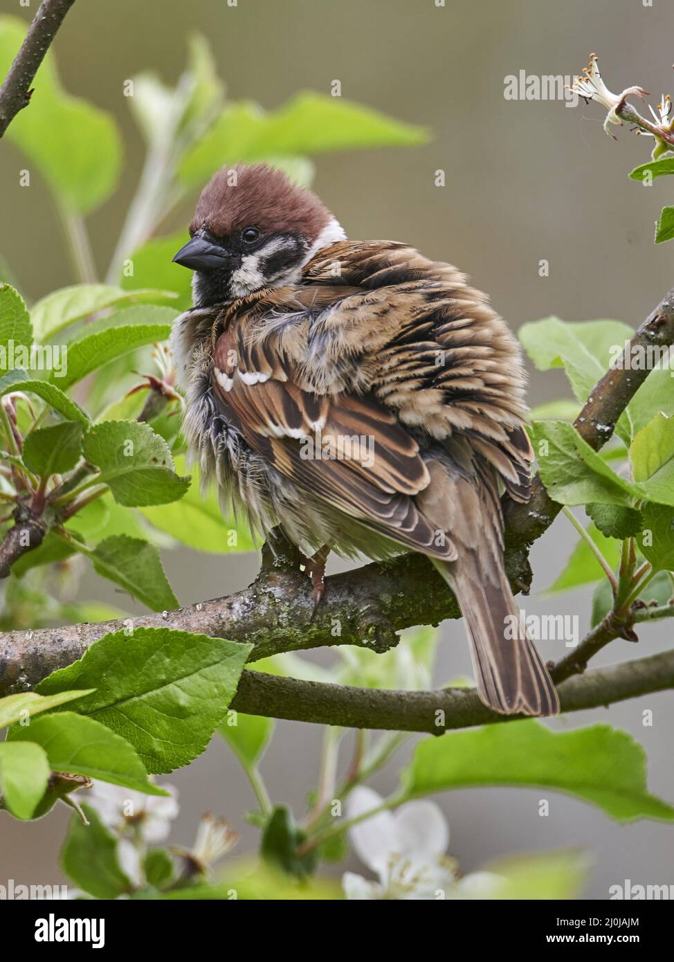 Eurasian Tree Sparrow Stock Photo - Alamy