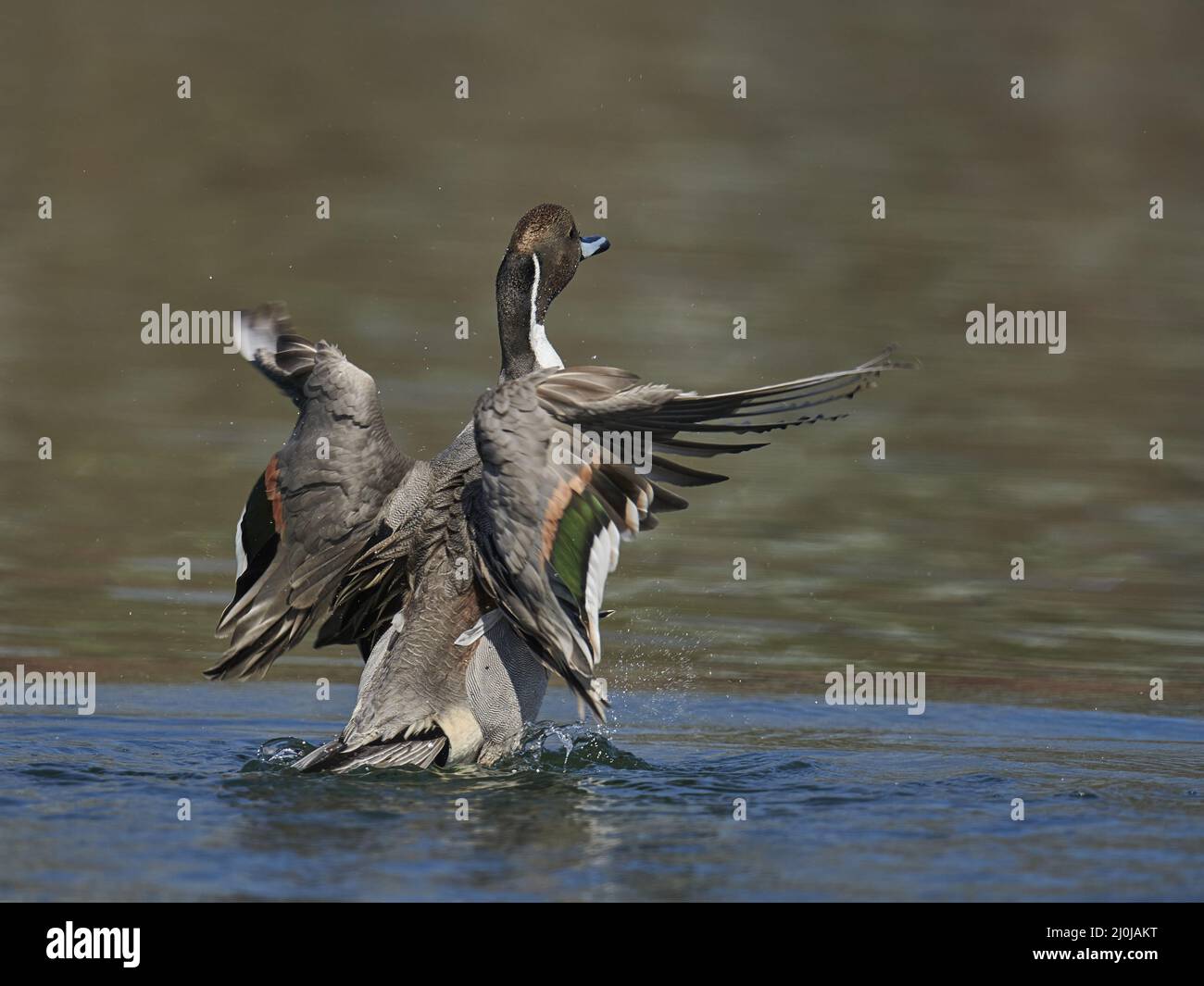 Duck swarm hi-res stock photography and images - Alamy