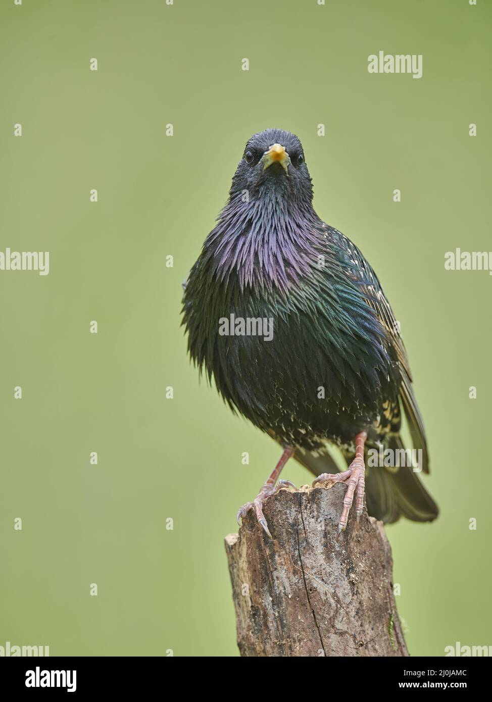 Star birds hi-res stock photography and images - Alamy