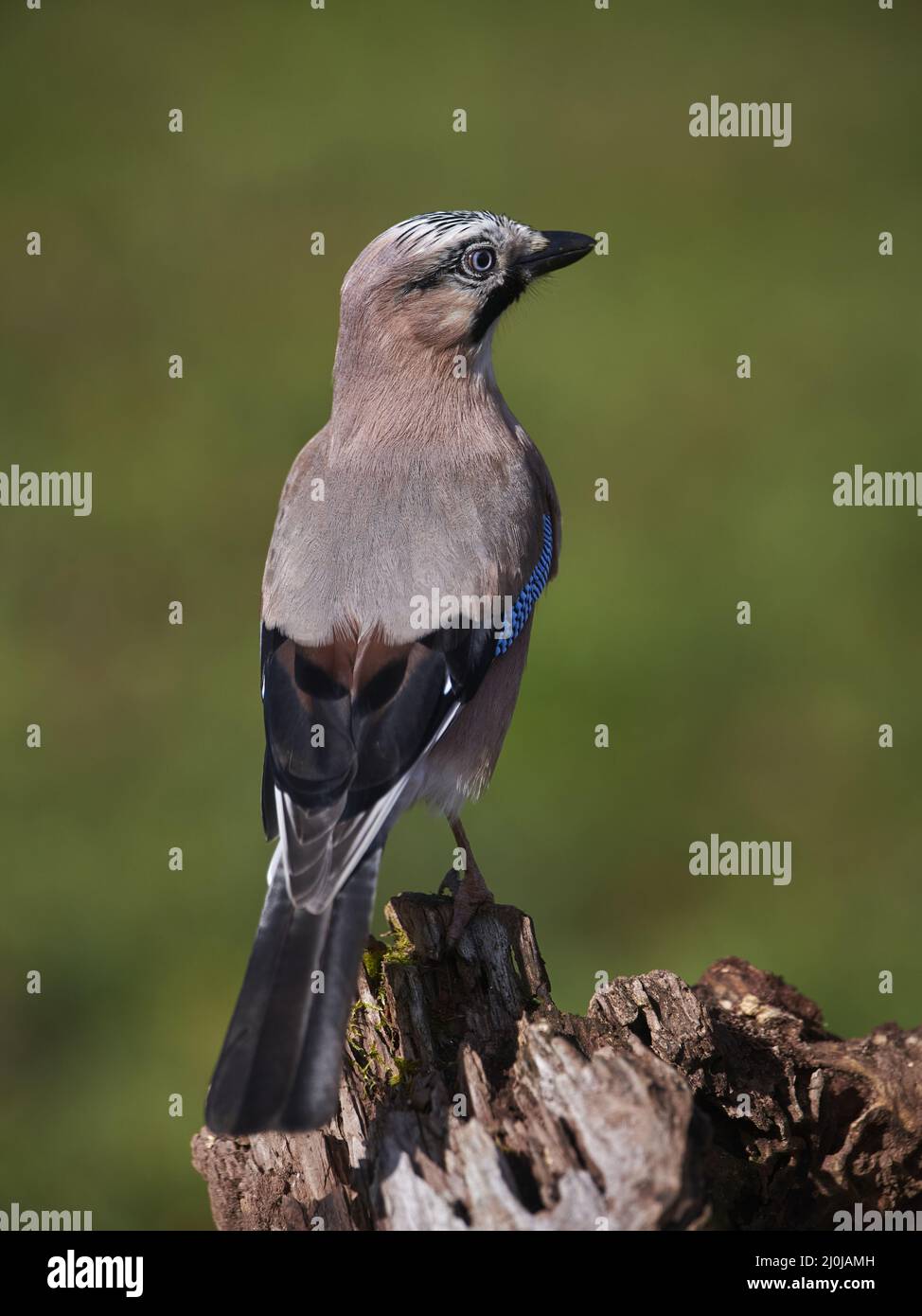Jay bird songbird jays birds hi-res stock photography and images - Alamy