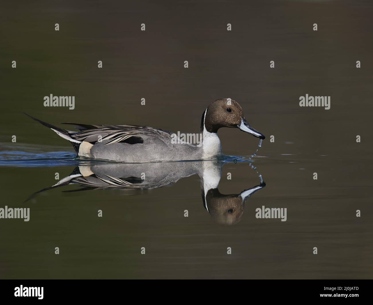 Duck swarm hi-res stock photography and images - Alamy