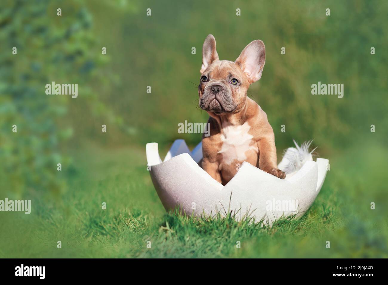 Cute French Bulldog dog puppy sitting in egg shell on grass with copy ...