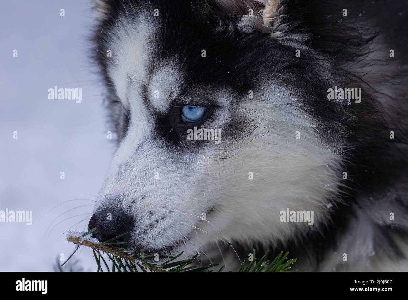 young black and white siberian husky puppy chewing on a pine branch in the snow Stock Photo - Alamy