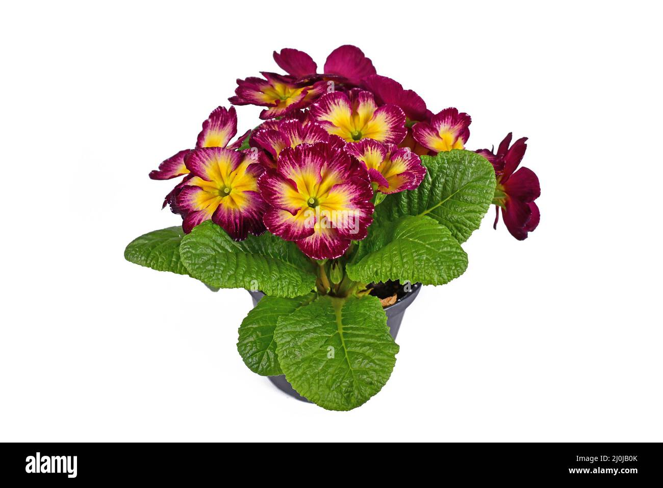 Dark pink and yellow 'Primula Acaulis' primrose flowers in pot on white ...