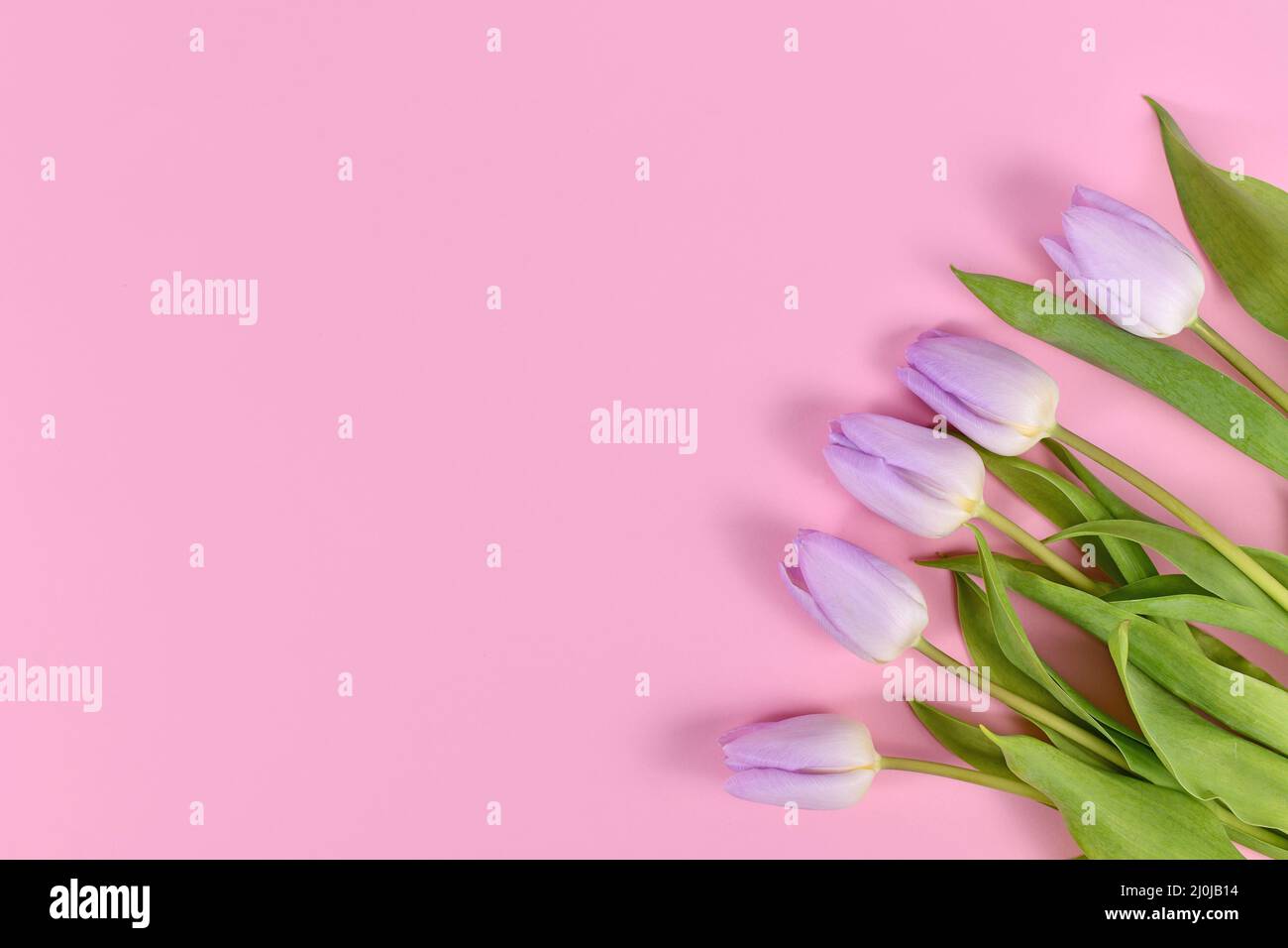 Violet tulip spring flowers in corner of pink background with copy ...