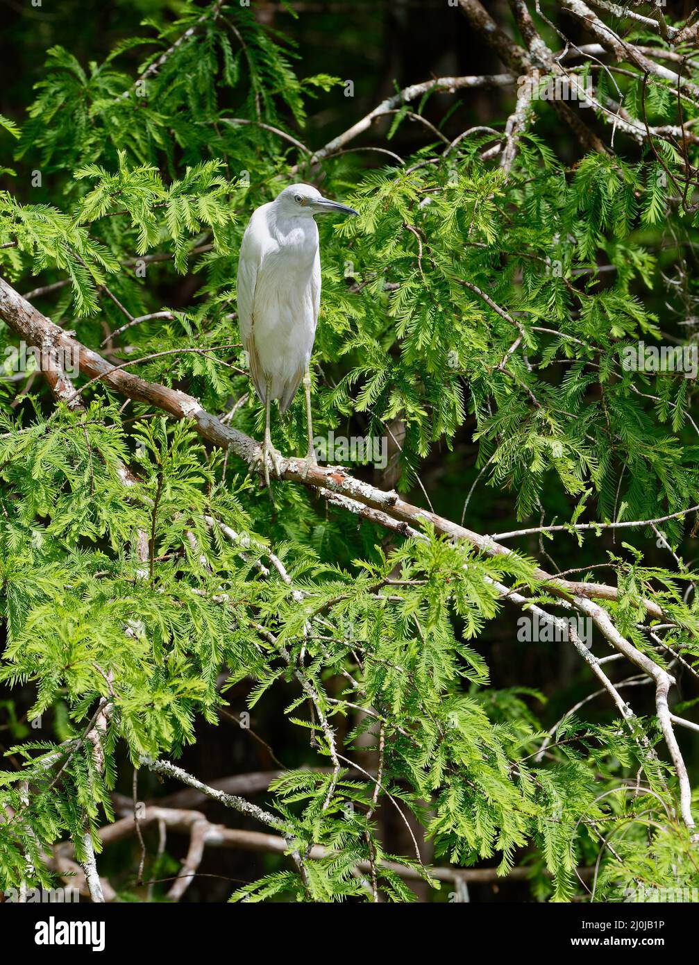 juvenile Little blue heron, on tree branch, white feathers, Egretta ...