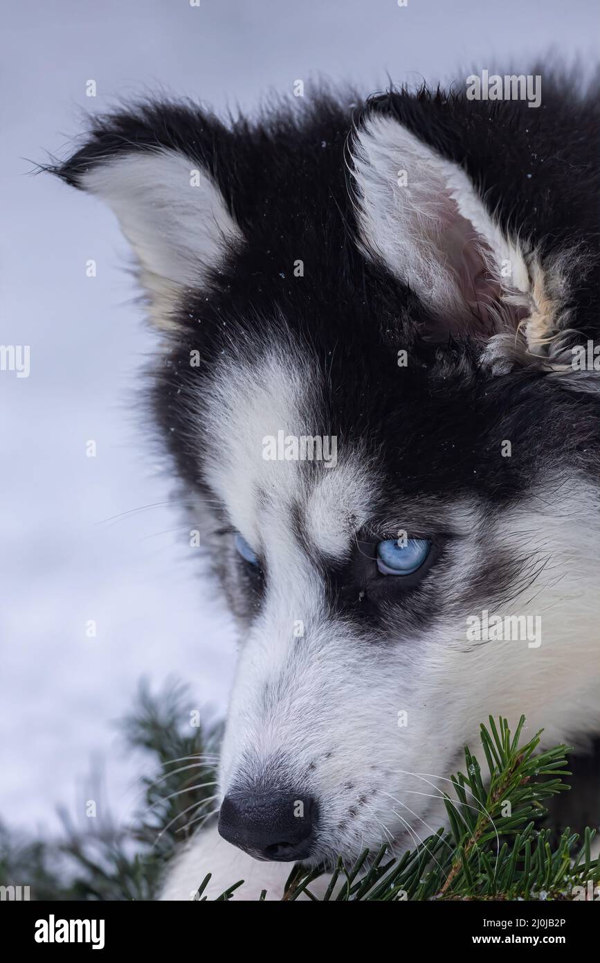 young black and white siberian husky puppy chewing on a pine branch in the snow Stock Photo - Alamy