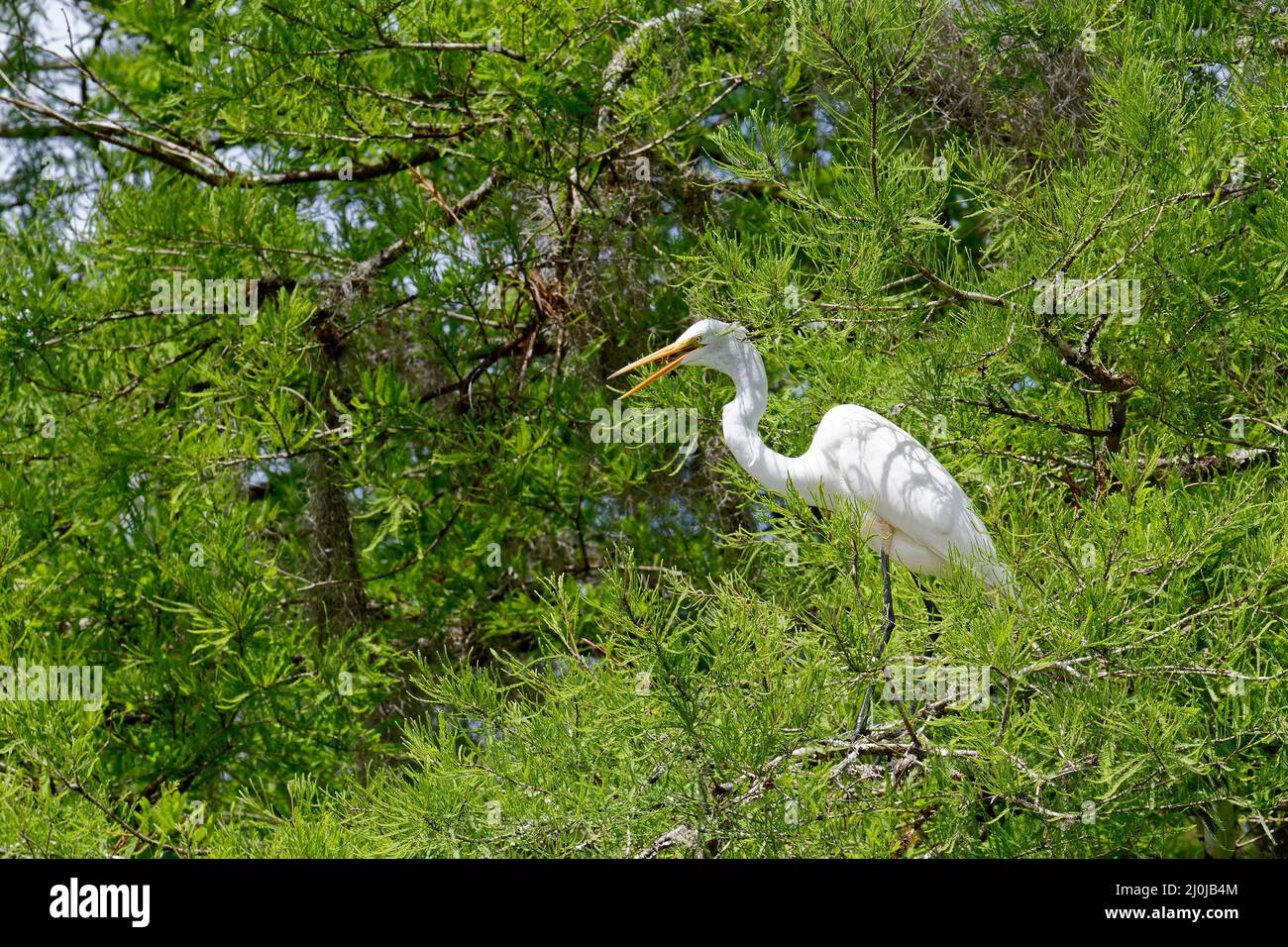Great egret, in tree, beak open, Ardea alba, white, large bird ...