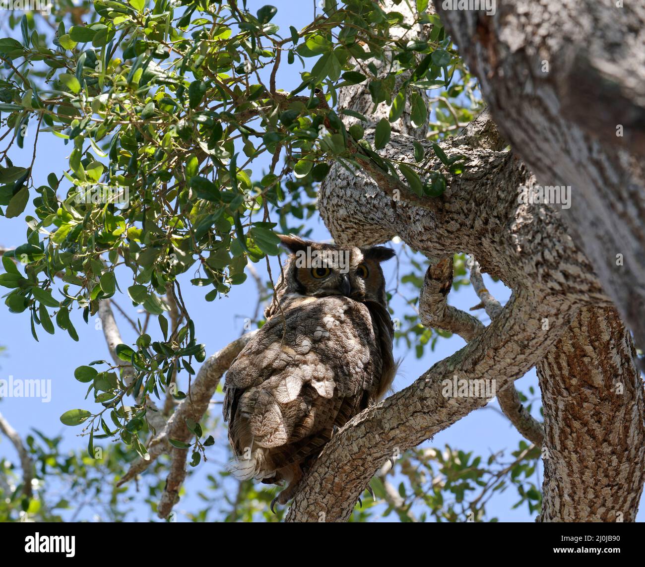 Great horned owl, in tree, Bubo virginianus, wildlife, animal, nature ...