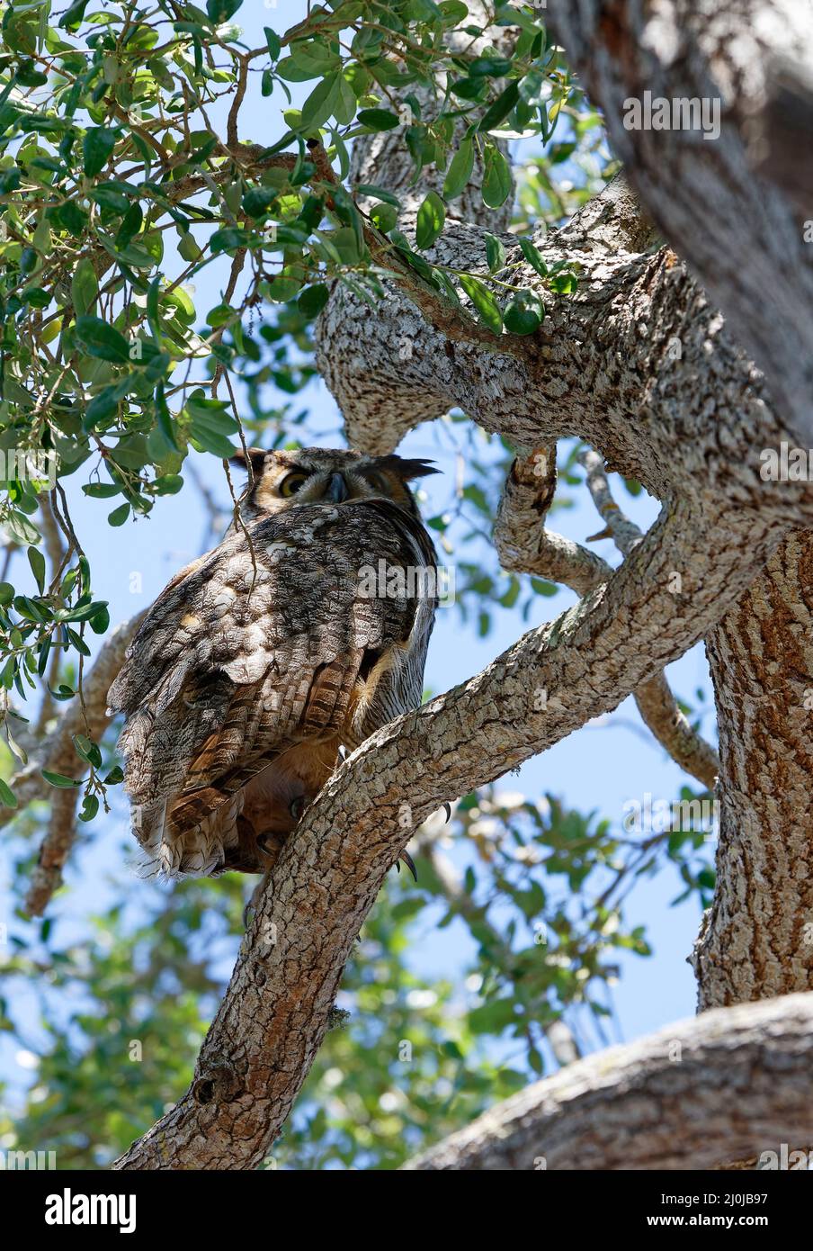 Great horned owl, in tree, Bubo virginianus, wildlife, animal, nature ...