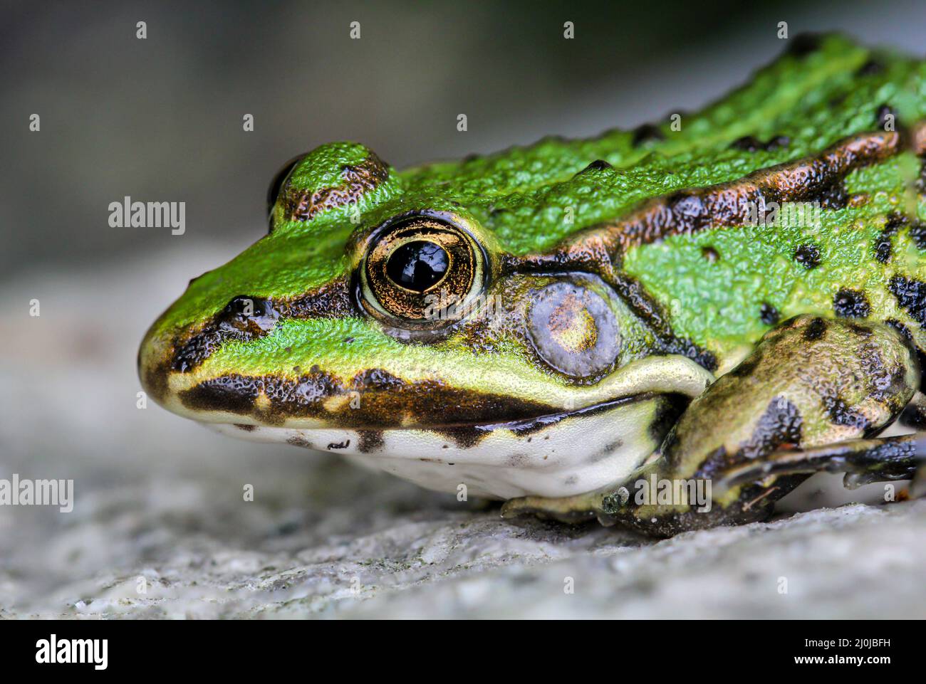 Portrait of a small green tree frog on a granite stone Stock Photo - Alamy