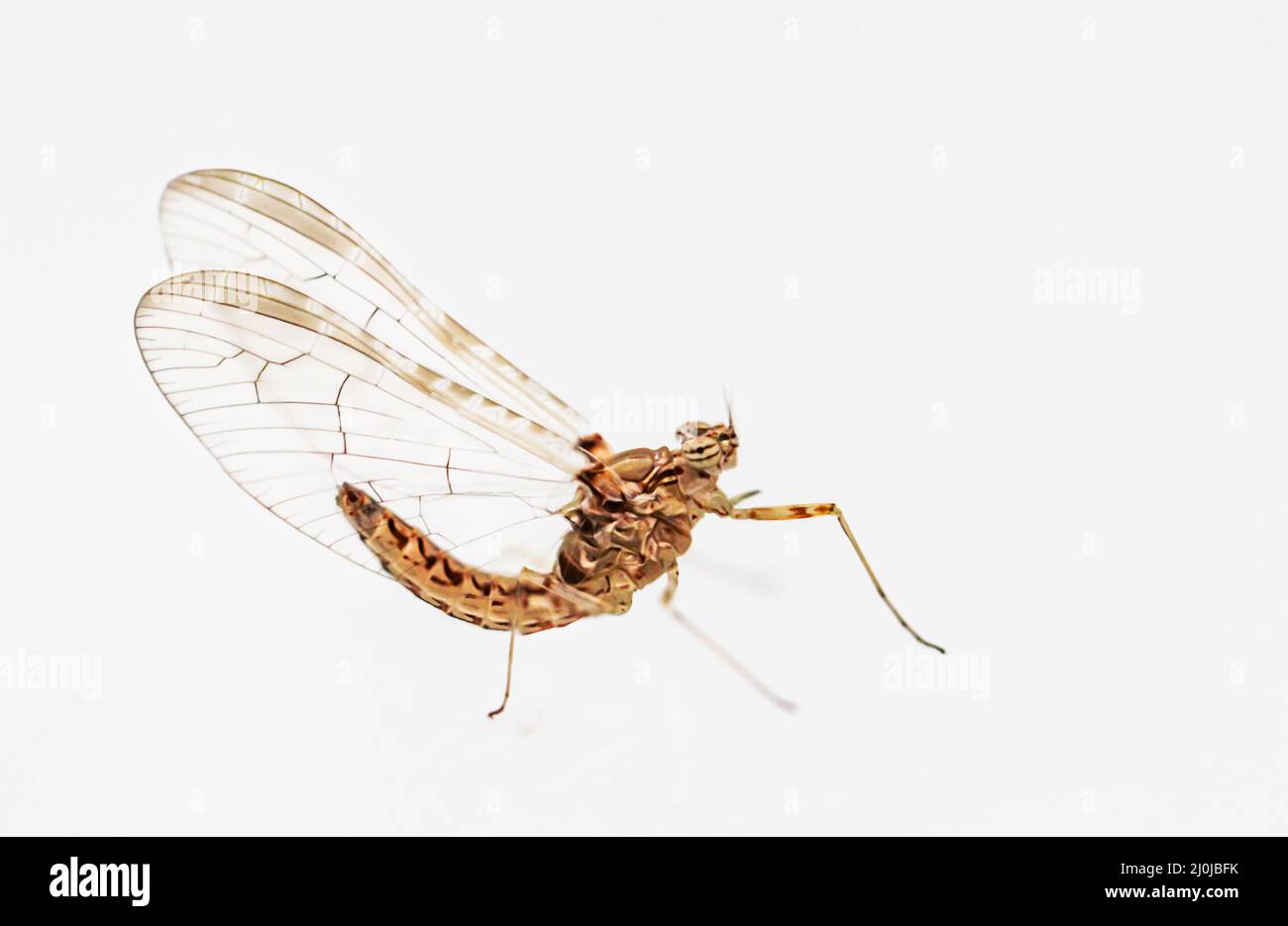 A close-up of a mayfly, Ephemeroptera Stock Photo - Alamy