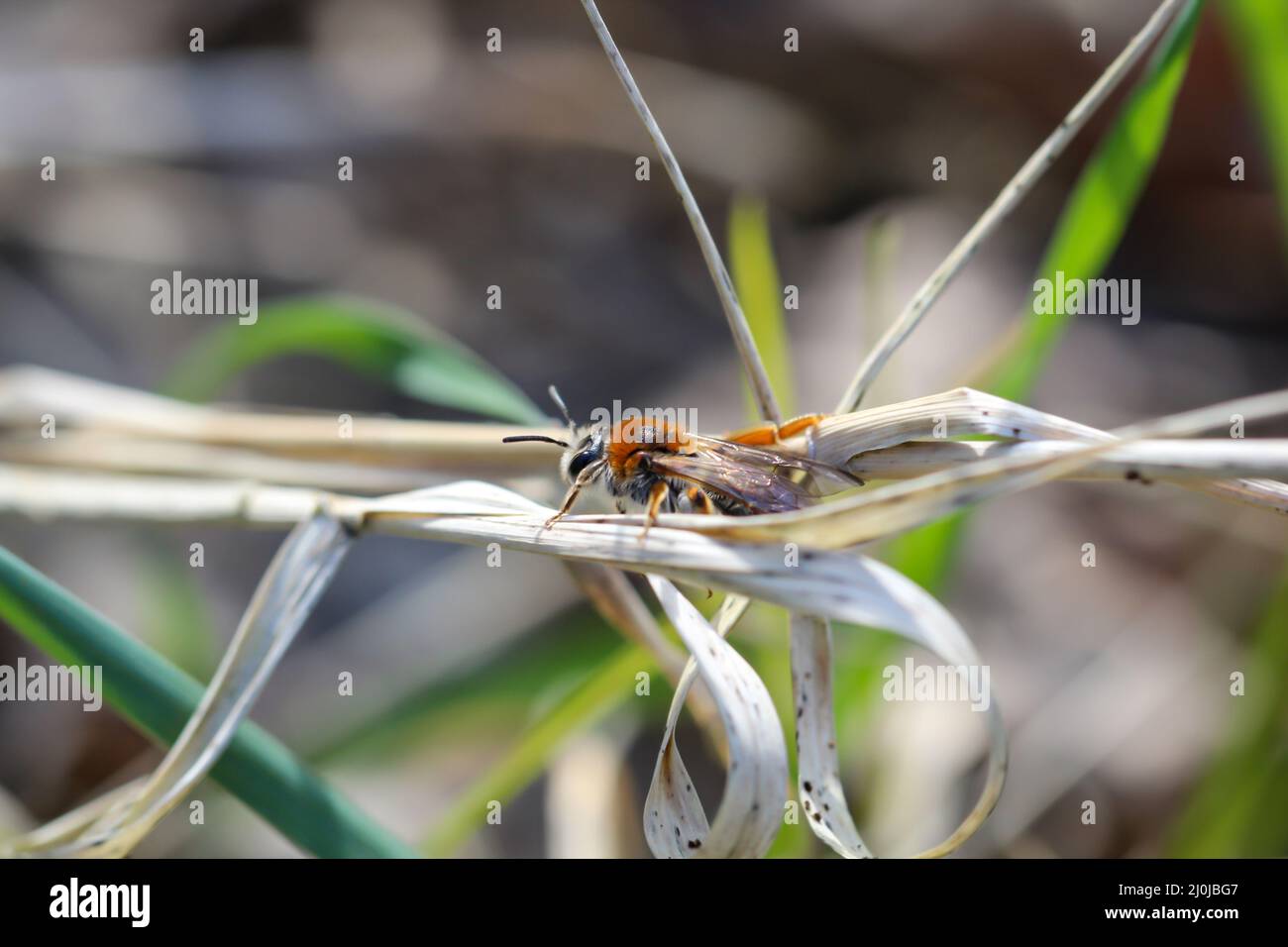 Macro shot of a fly-like insect Stock Photo - Alamy