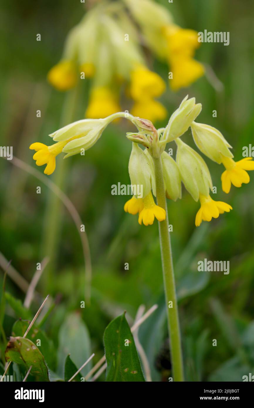 Meadow cowslip hi-res stock photography and images - Alamy