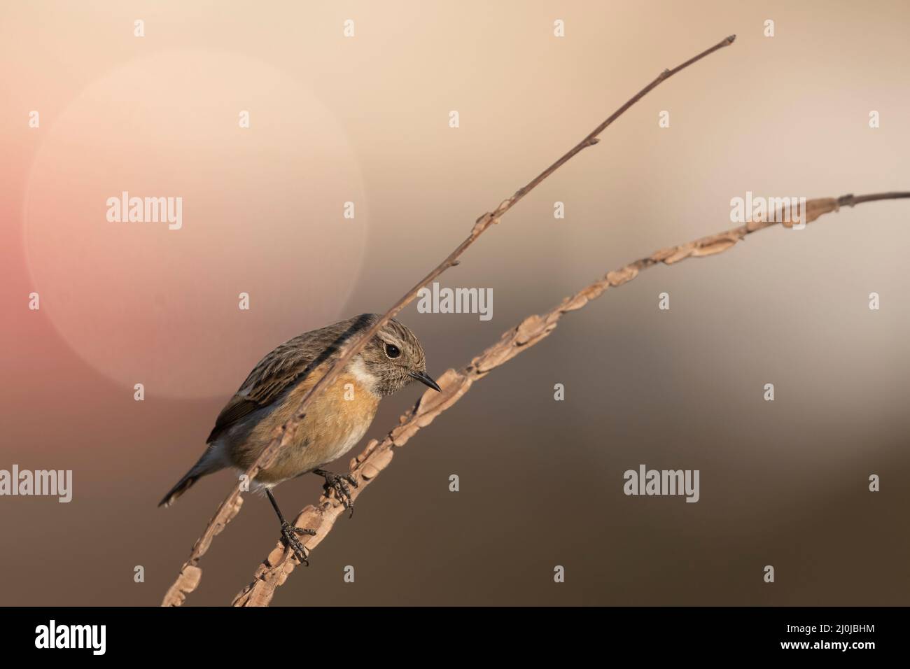 The European stonechat female (Saxicola rubicola Stock Photo - Alamy
