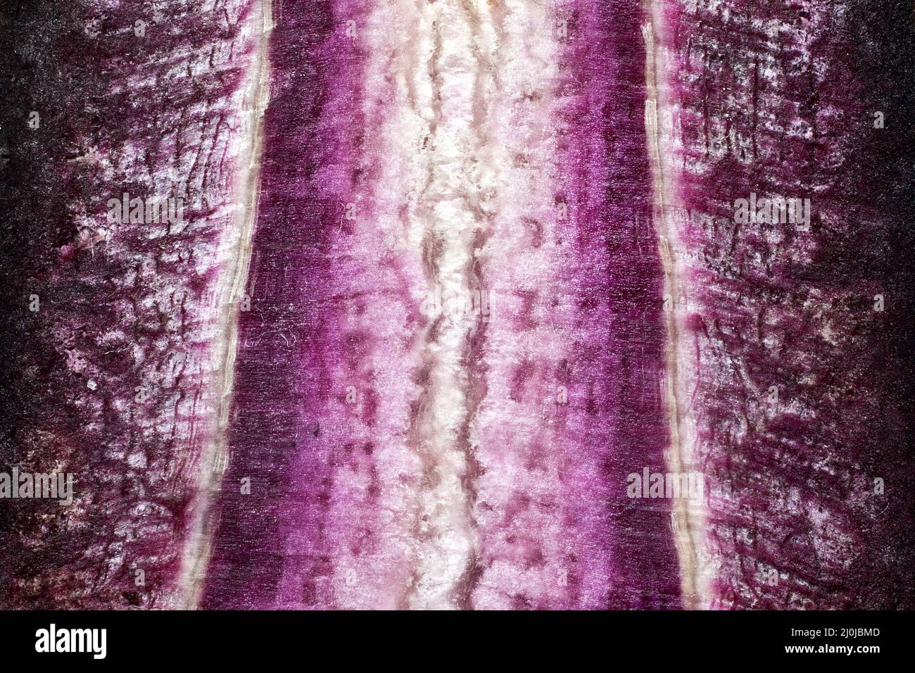 Longitudinal section through a Red Moehre (Daucus carota), close-up ...