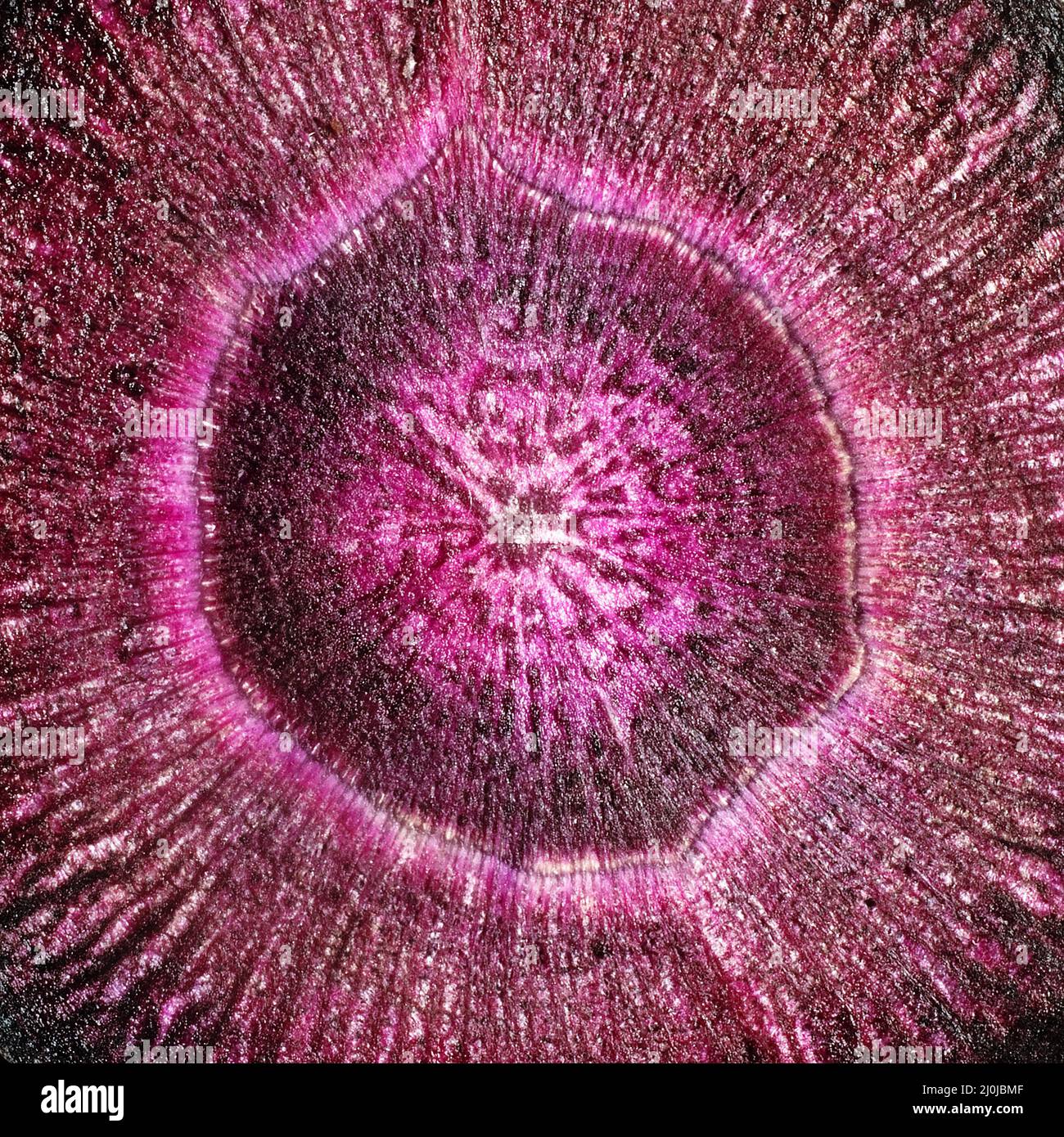 Cross section of a red moehre (Daucus carota), close-up, Witten ...